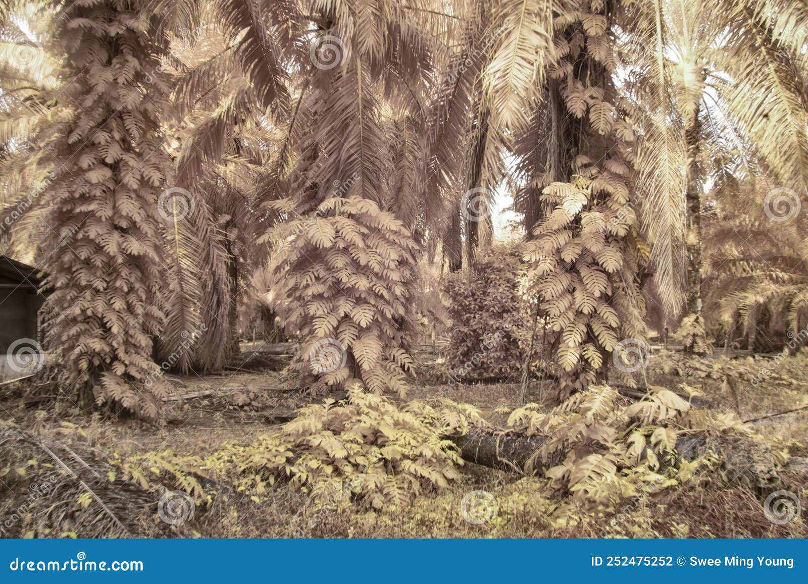 The Wild Creeping Monstera Plant in the Wild. Stock Photo - Image of ...