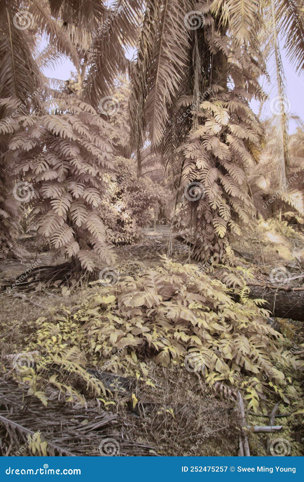 The Wild Creeping Monstera Plant in the Wild. Stock Image - Image of ...