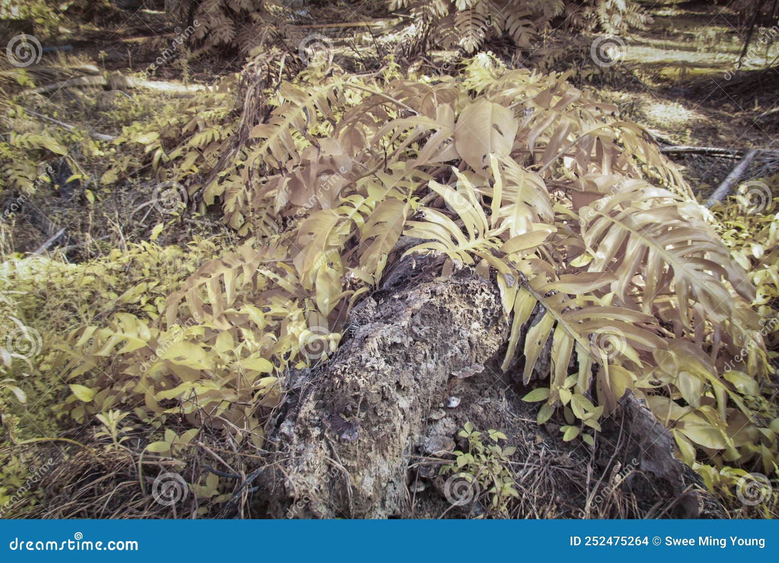 The Wild Creeping Monstera Plant in the Wild. Stock Photo - Image of ...