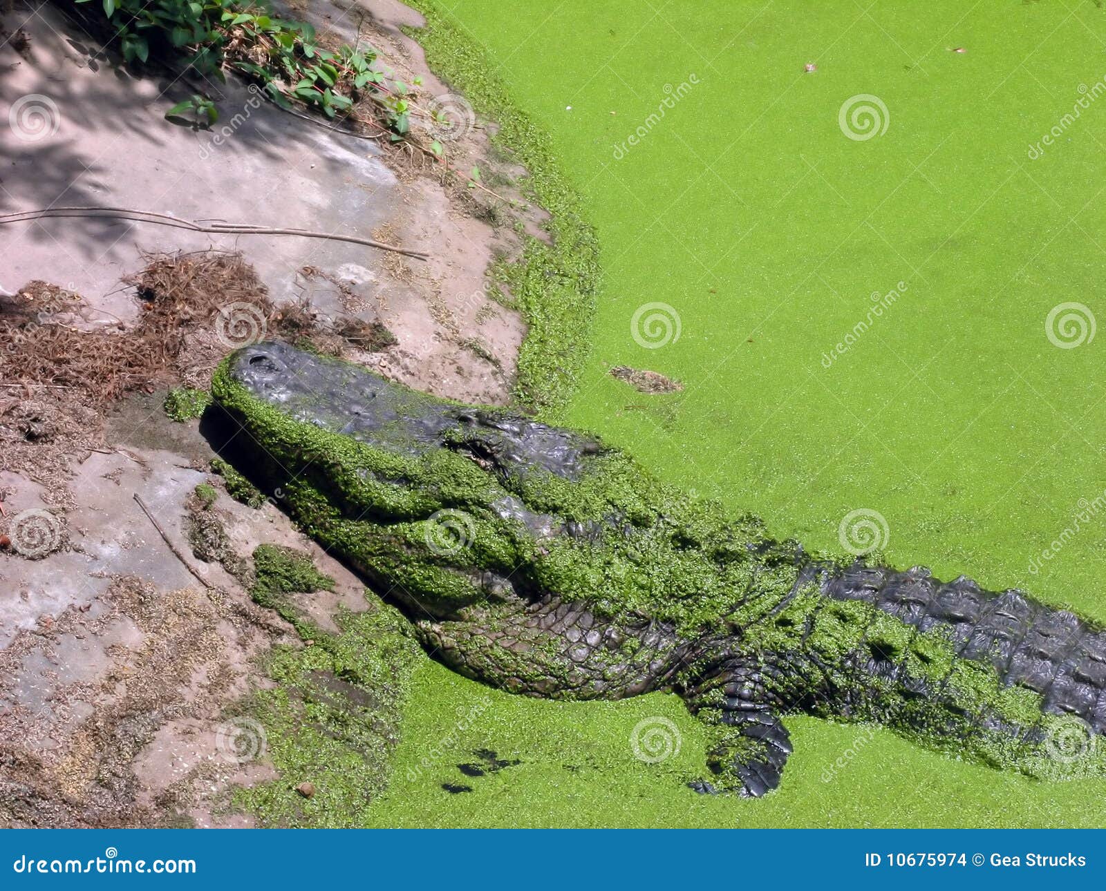 Wild croc stock photo. Image of wilderness, nature, reptile - 10675974