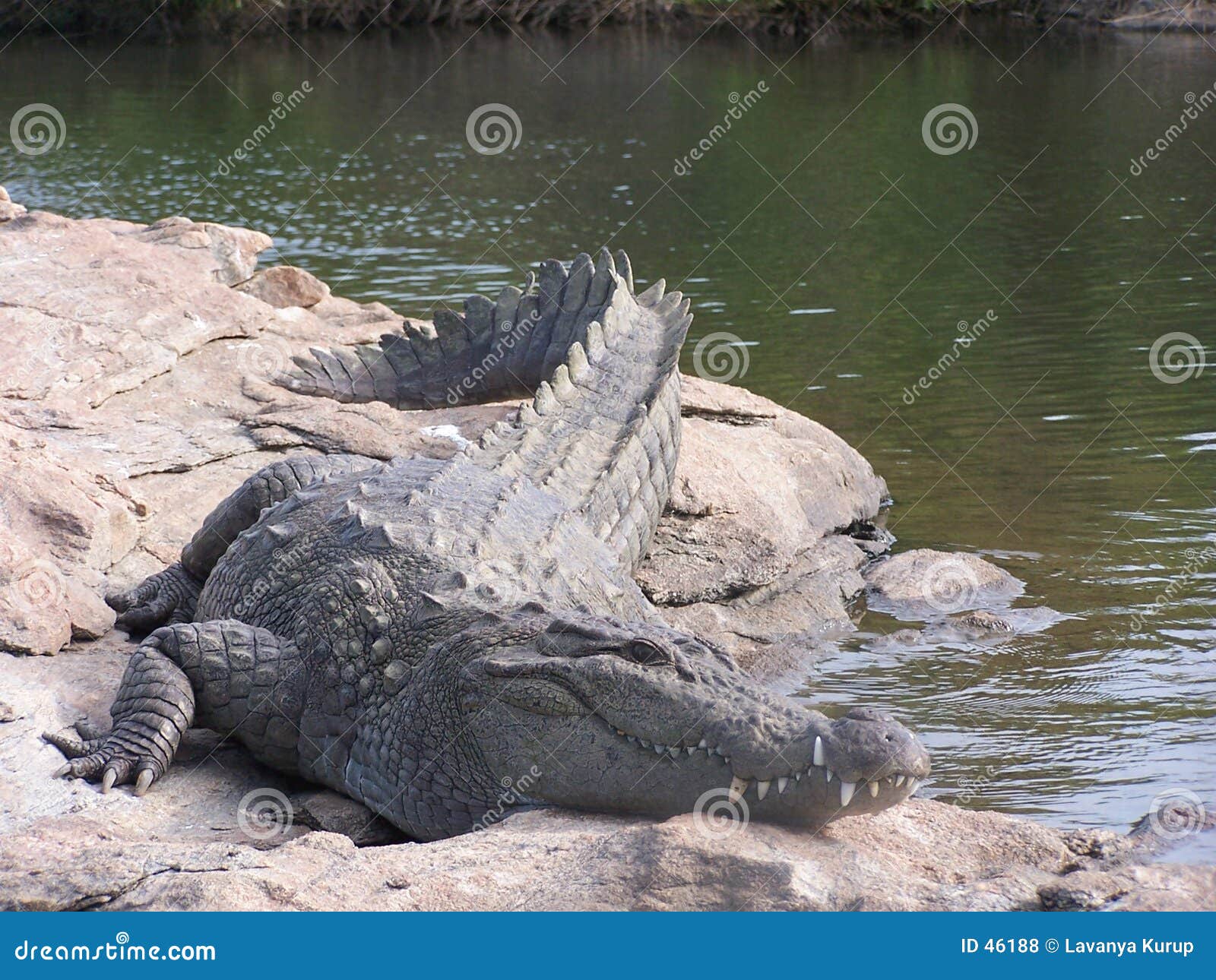 Wild croc stock photo. Image of animal, game, reptile, croc - 46188