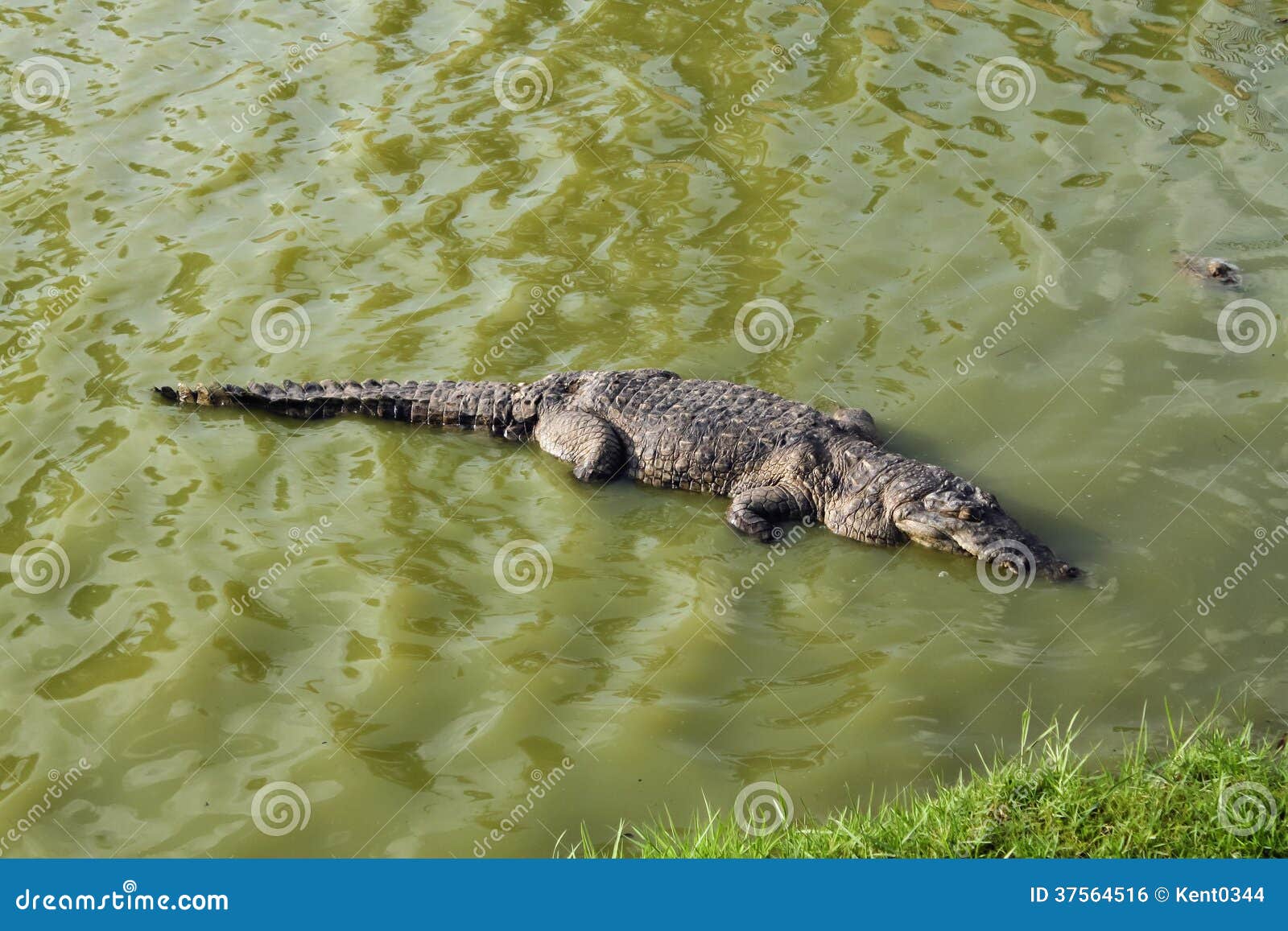 Wild crocodile, Africa stock photo. Image of wetland - 37564516