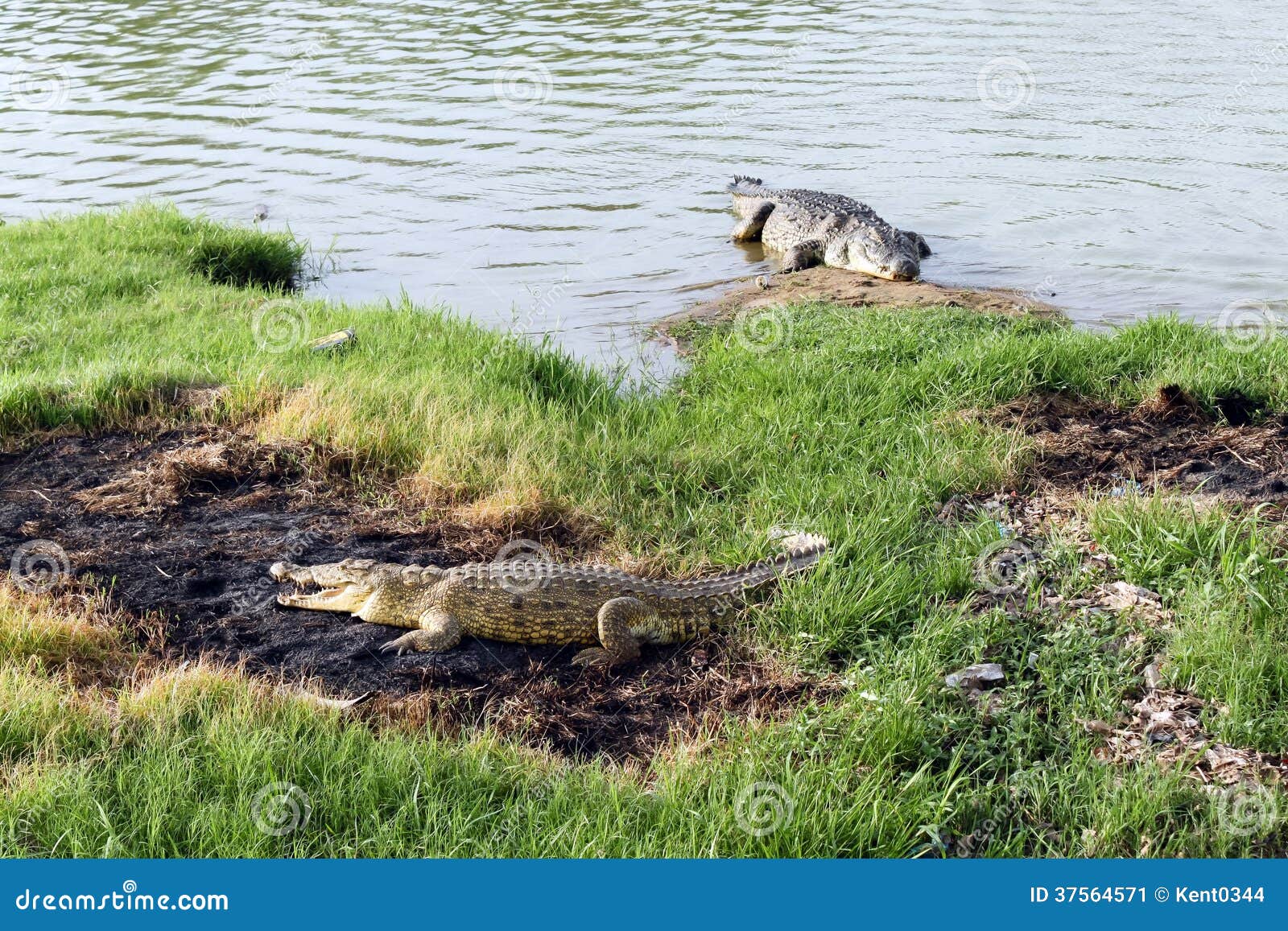 Wild crocodile, Africa stock image. Image of nature, reptile - 37564571