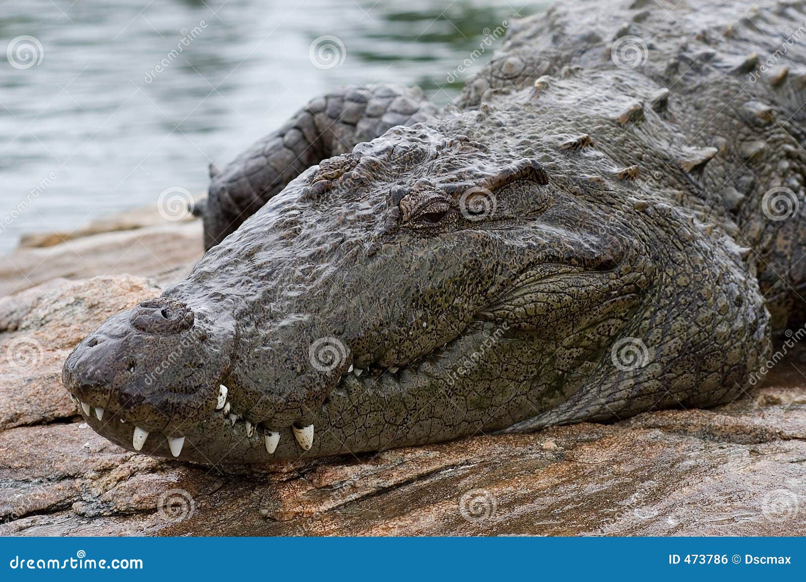 Wild crocodile II stock photo. Image of teeth, cruel, wildlife - 473786