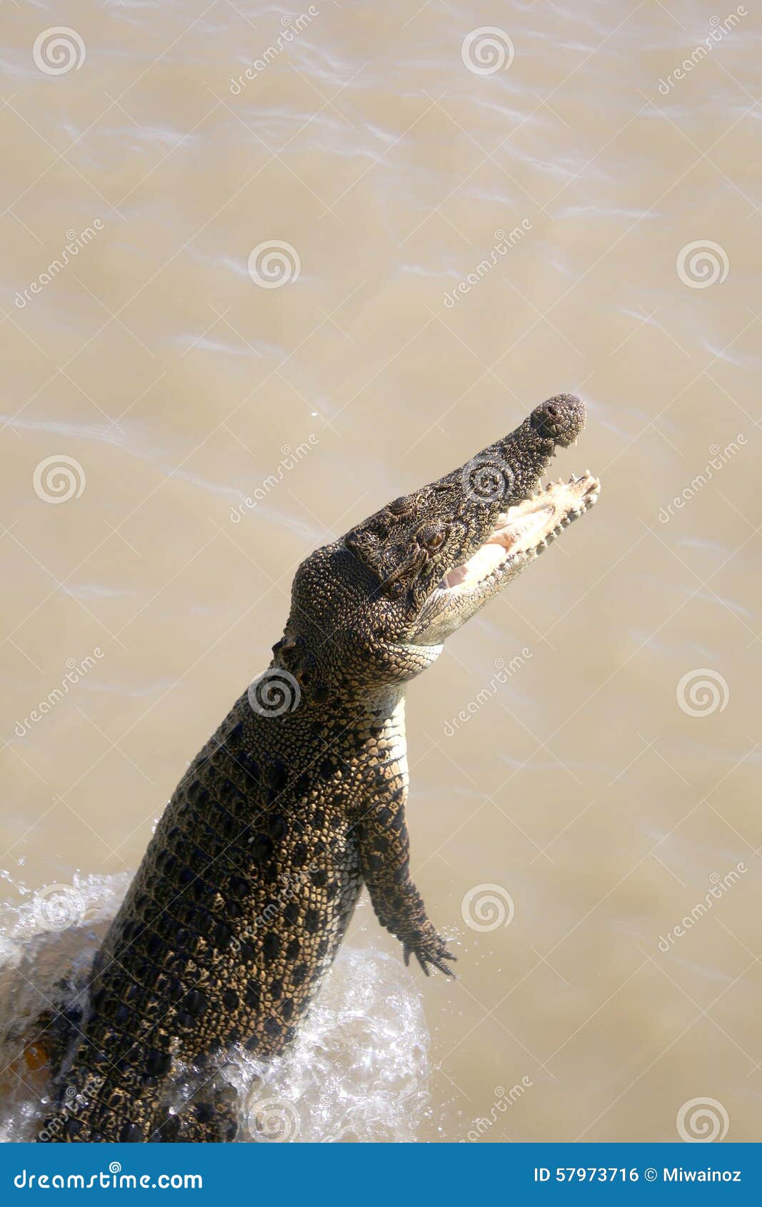 Wild Crocodile stock photo. Image of northernaustralia - 57973716