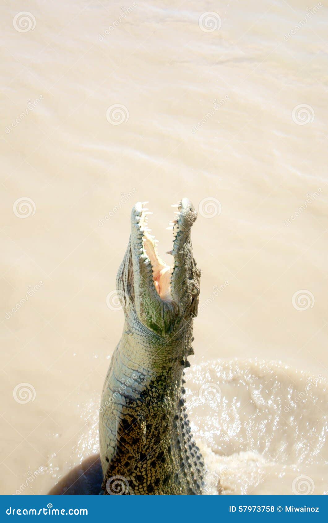 Wild Crocodile stock photo. Image of nature, brown, grey - 57973758