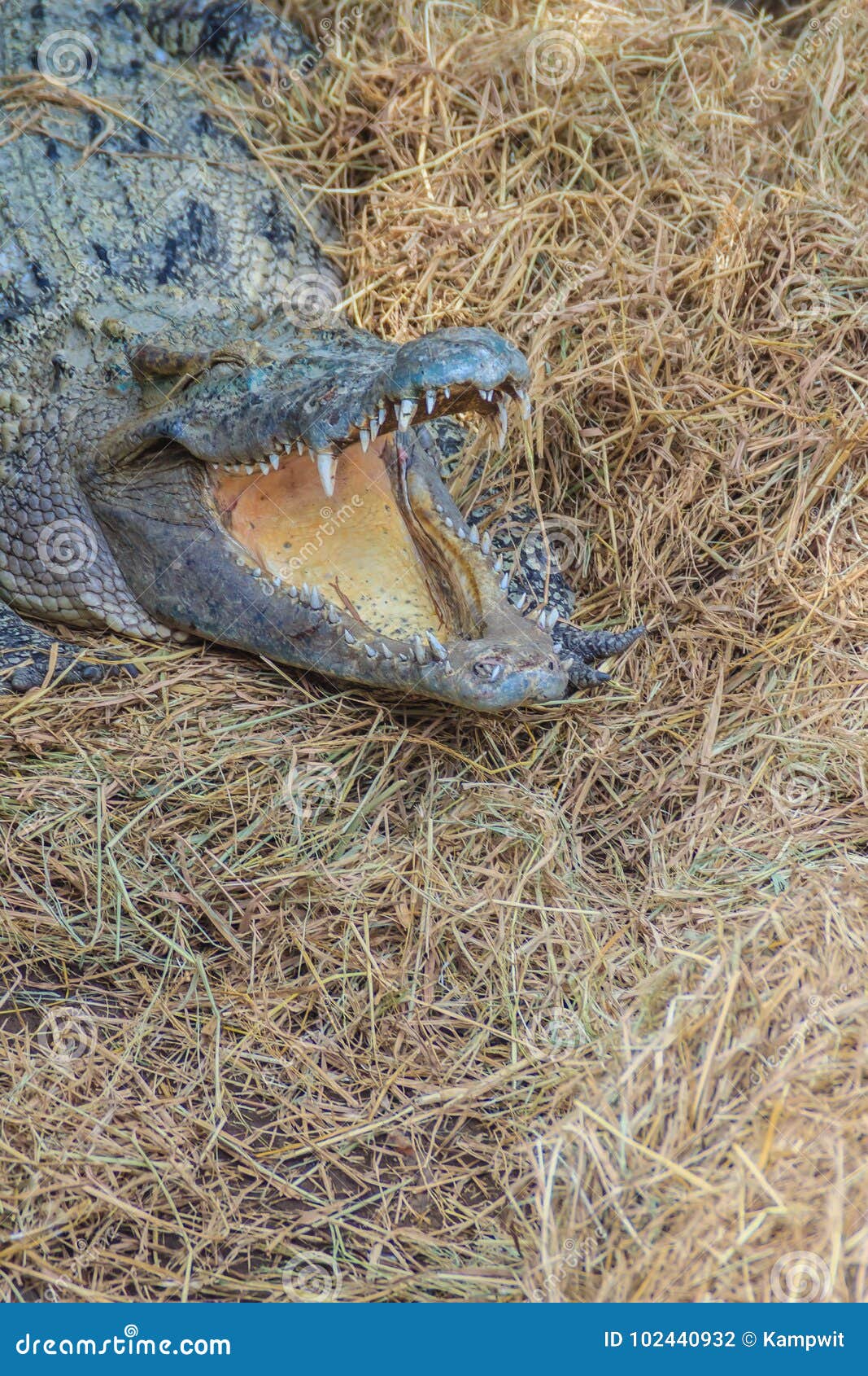 Wild Crocodile Laying Eggs in the Straw Nest. Alligator is Spawn Stock ...