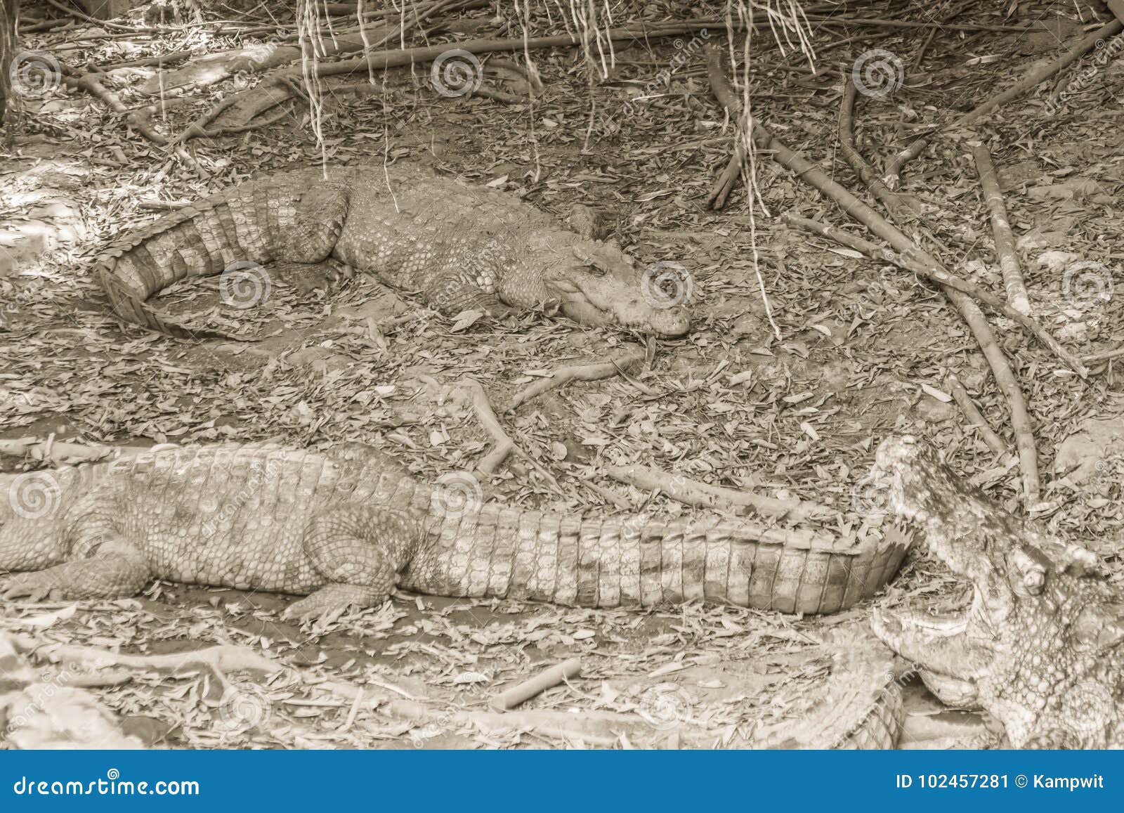 Wild Crocodile Laying Eggs in the Straw Nest. Alligator is Spawn Stock ...