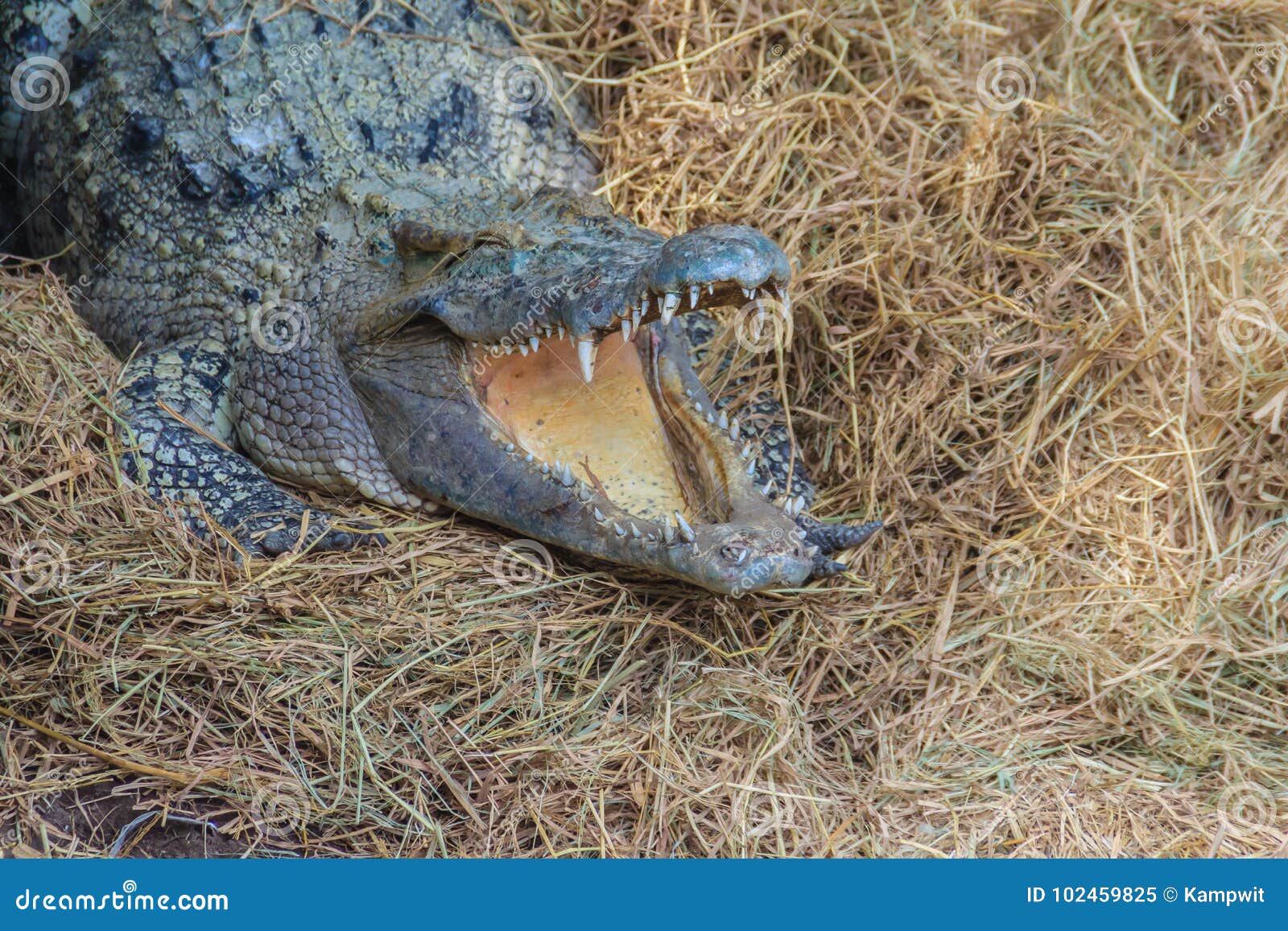 Wild Crocodile Laying Eggs in the Straw Nest. Alligator is Spawn Stock ...