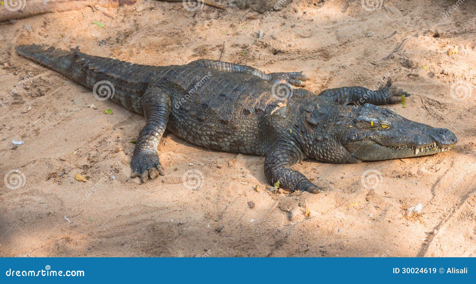 Crocodile on Sand in the Nature Stock Image - Image of gavialidae ...