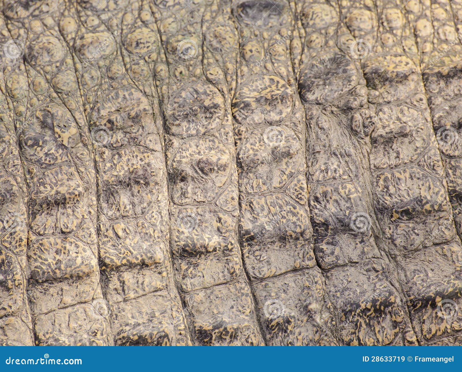 Wild Crocodile Skin Pattern Stock Image - Image of cowhide, snake: 28633719