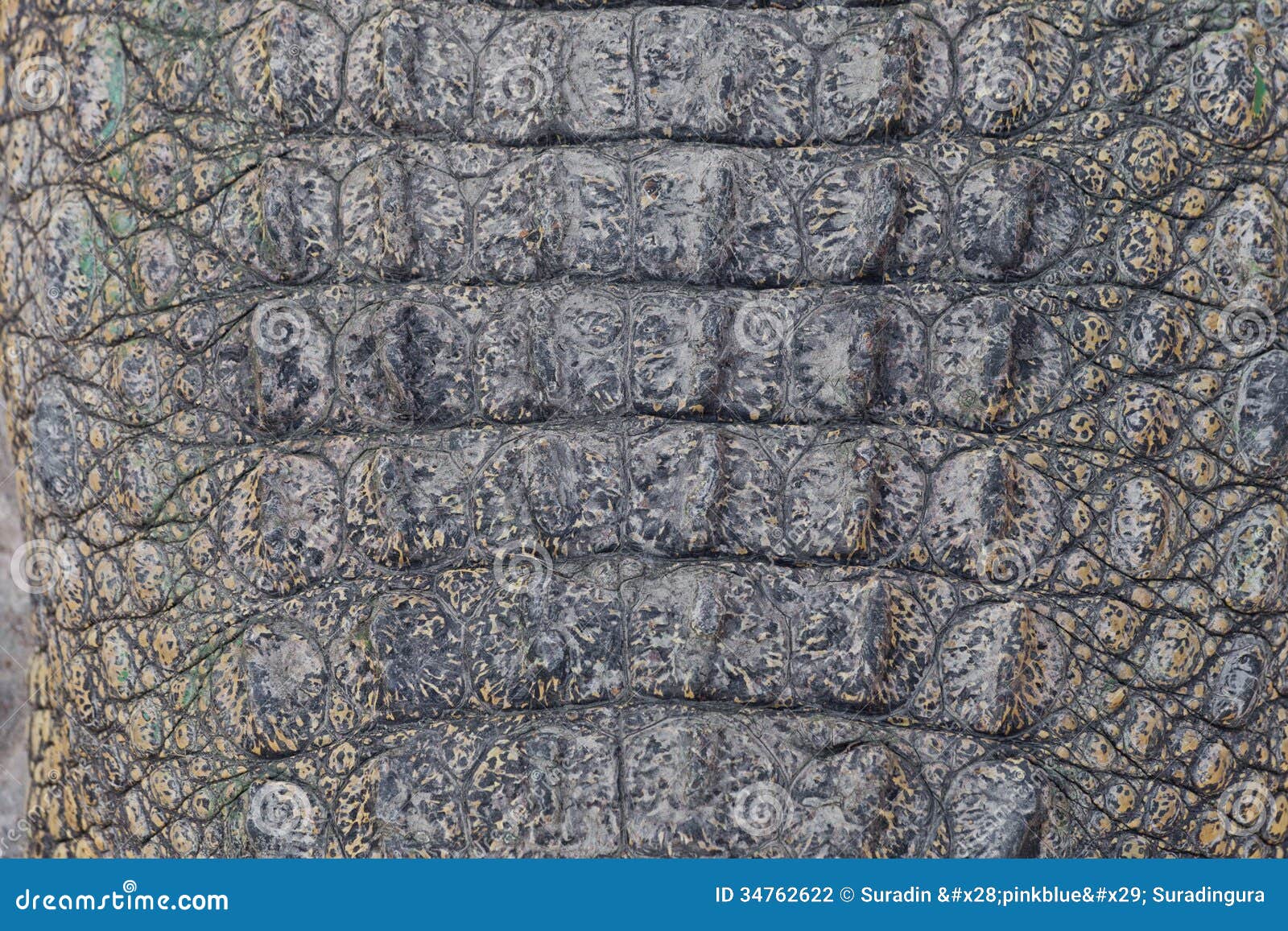 Wild Crocodile Skin Pattern Stock Photo - Image of effect, luxury: 34762622
