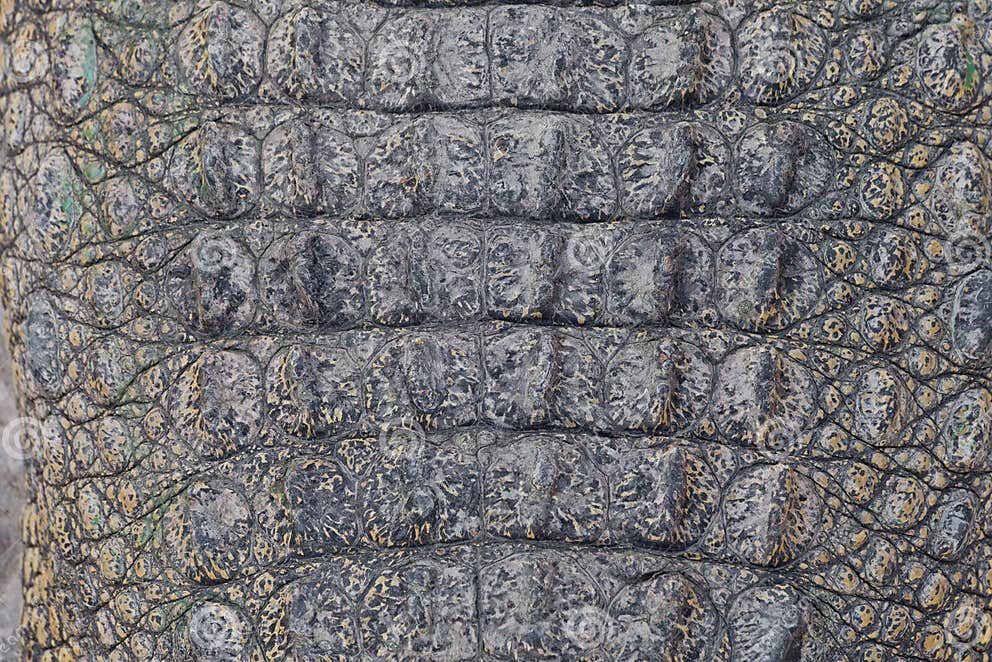 Wild Crocodile Skin Pattern Stock Photo - Image of effect, luxury: 34762622