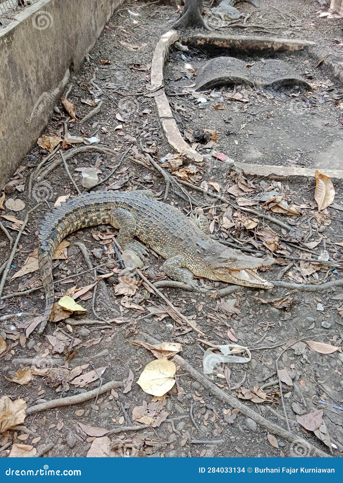 Wild Crocodile in Zoo. Predator Animal in Jungle Stock Photo - Image of ...