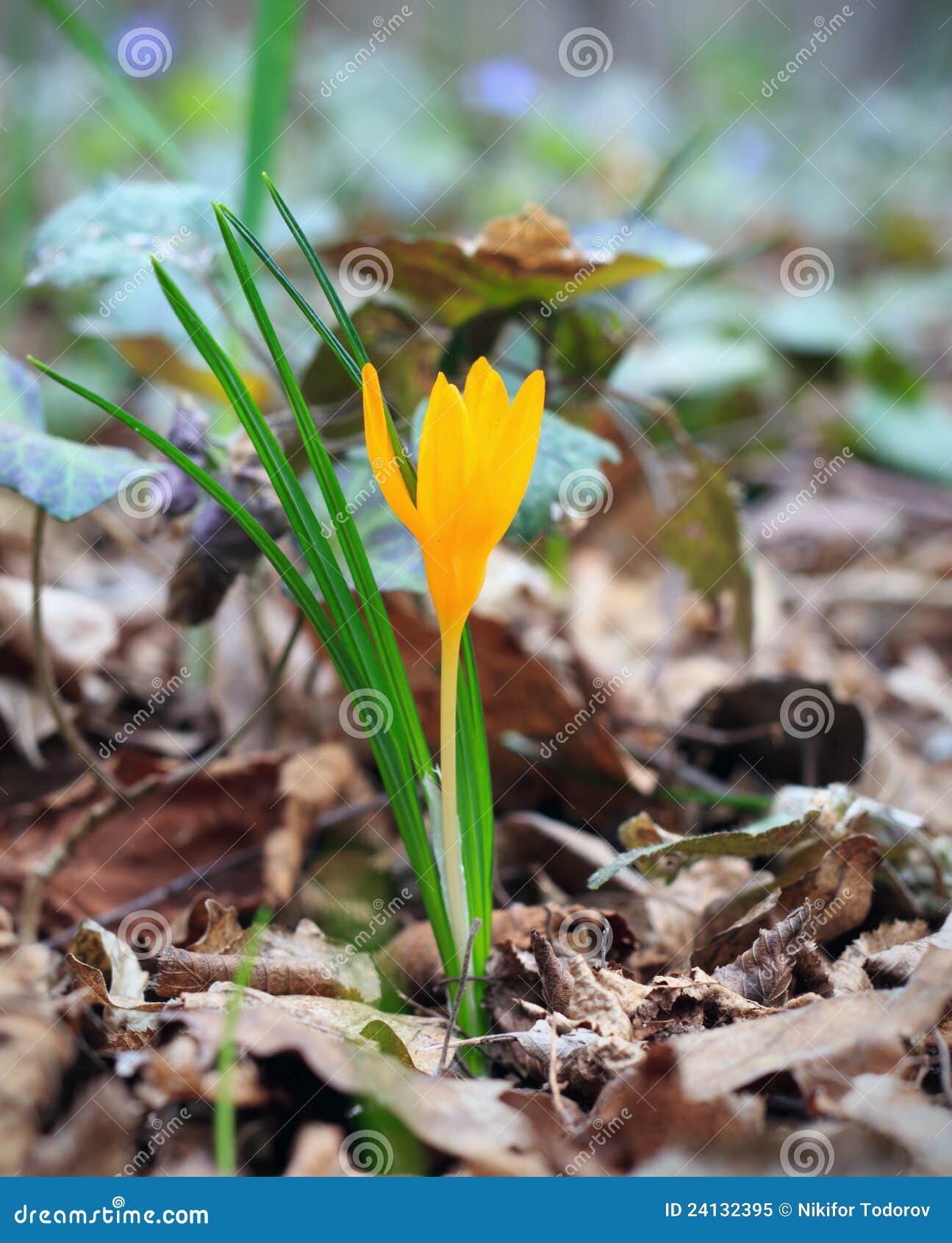 Wild crocus stock image. Image of fresh, blossom, flower - 24132395