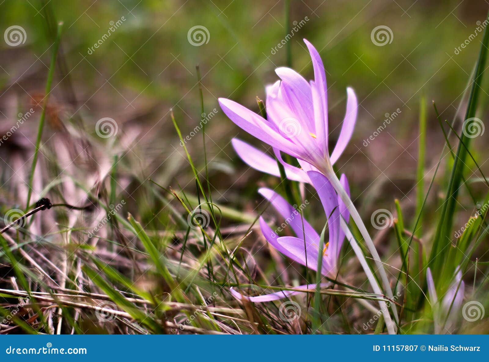 Wild Crocus Blooming in Early Autumn Stock Image - Image of floral ...