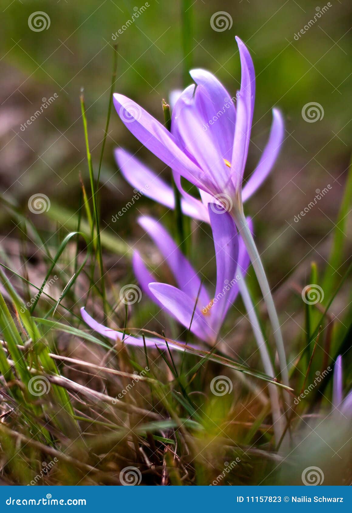 Wild Crocus Blooming in Early Autumn Stock Image - Image of bouquet ...