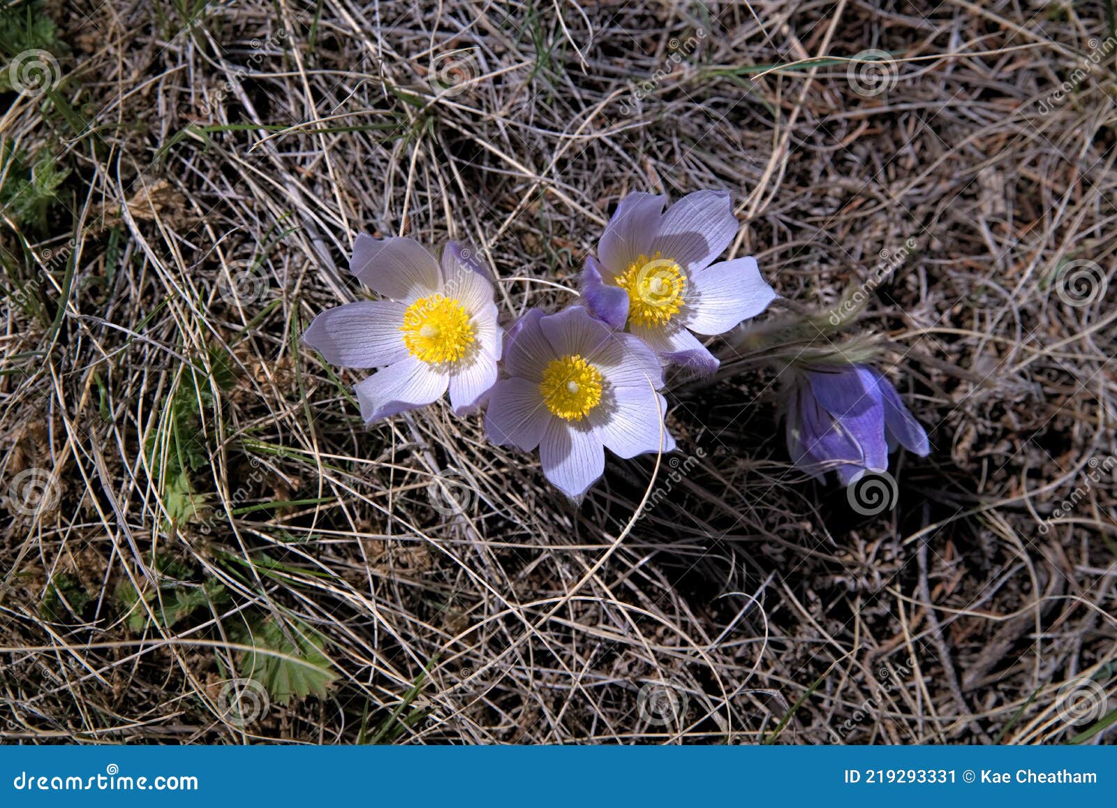 Wild Crocus Blooming in a Western Montana Meadow Stock Image - Image of ...