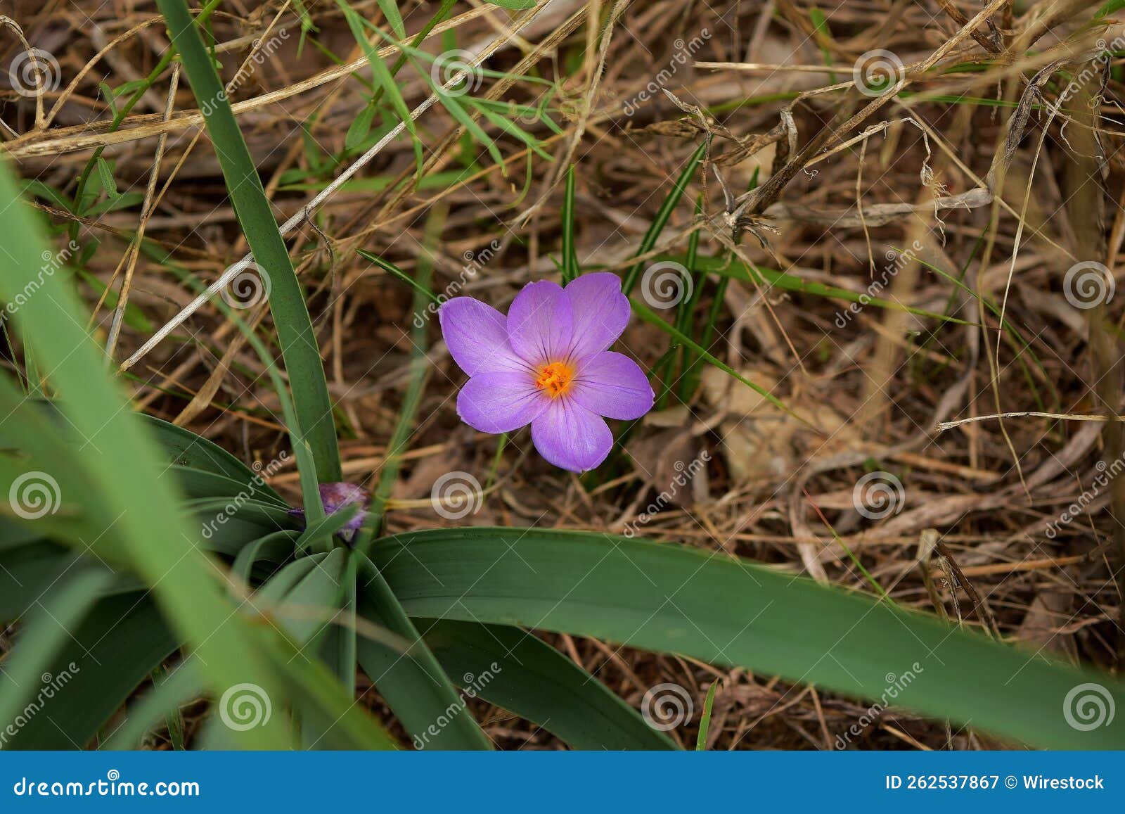 Wild Crocus Flower in Sicily, Italy Stock Image - Image of petal ...
