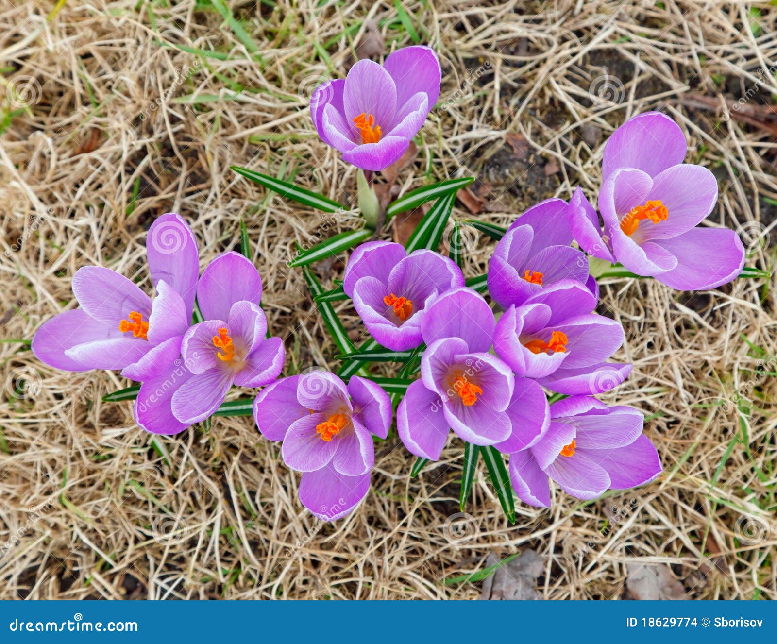 Wild crocus flowers stock photo. Image of ground, beauty - 18629774