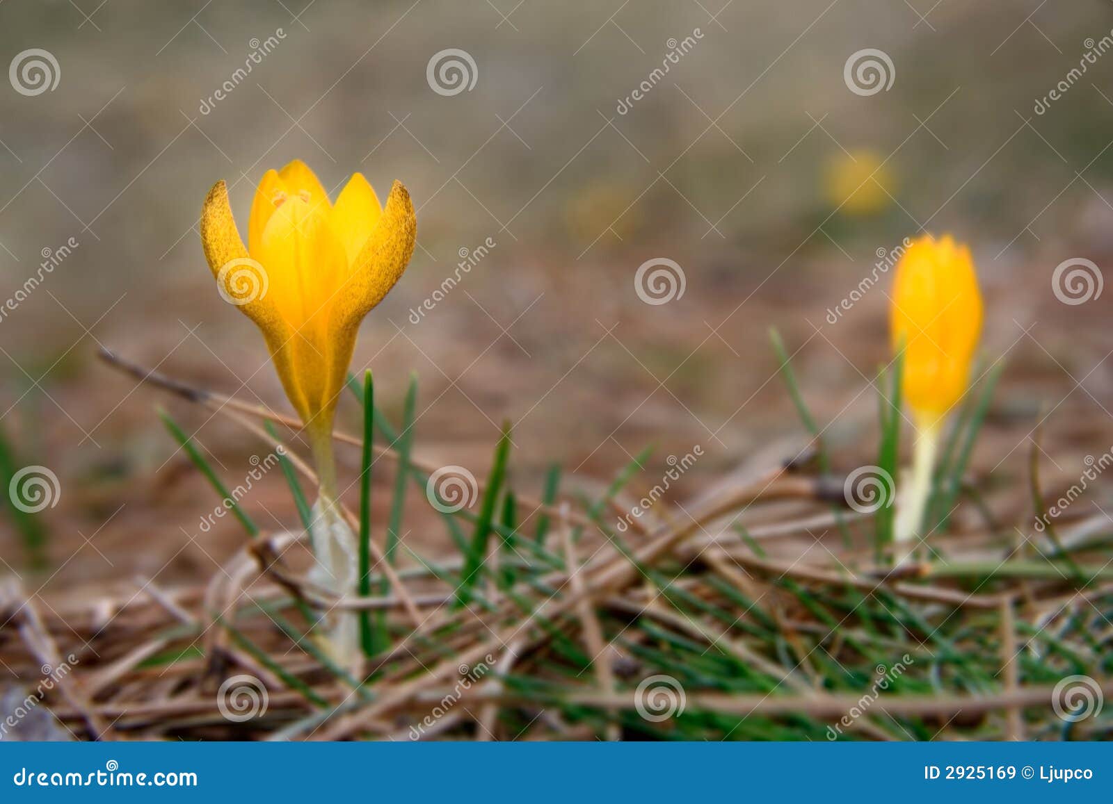 Wild crocus flowers stock image. Image of life, flourish - 2925169