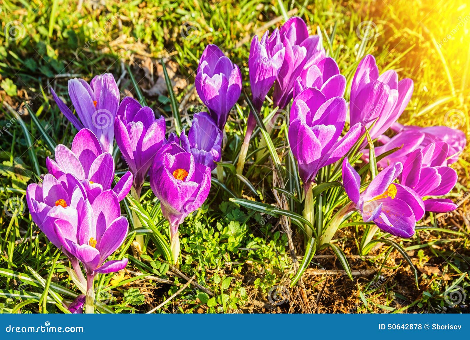 Wild crocus flowers stock photo. Image of ground, flowers - 50642878
