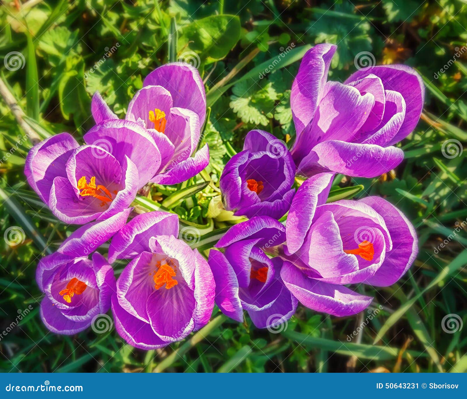 Wild crocus flowers stock image. Image of primrose, seasonal - 50643231