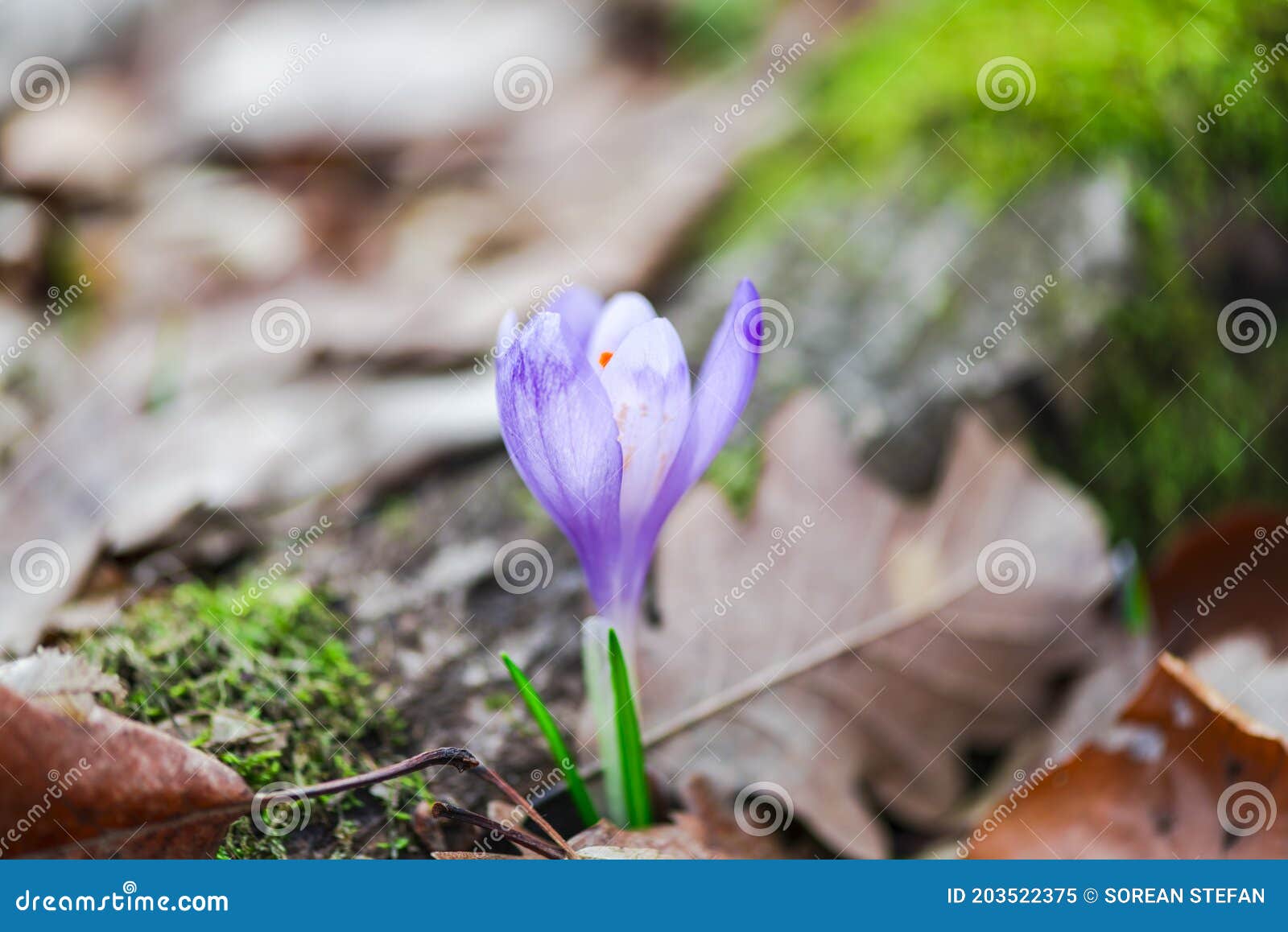 Wild Crocus Flowers in the Springtime Stock Image - Image of paradise ...