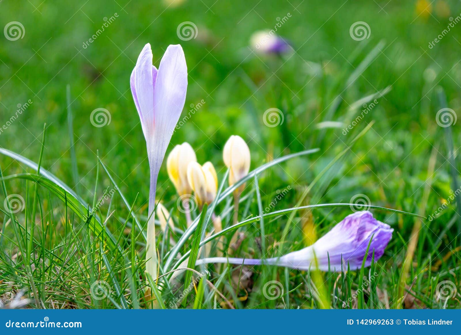 Wild Crocus Flowers on a Meadow Stock Image - Image of springtime ...