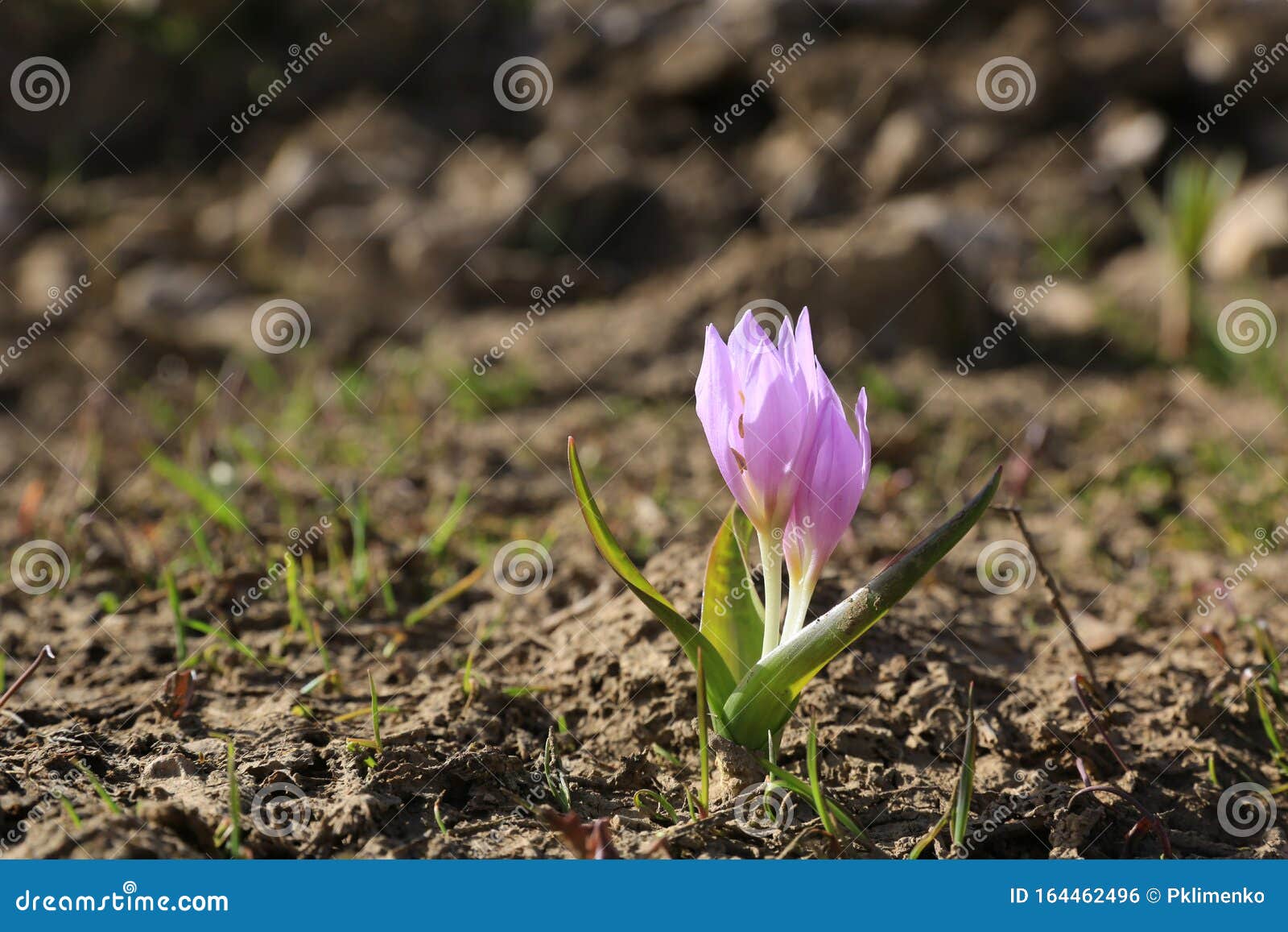 Wild crocus flowers stock photo. Image of season, flower - 164462496