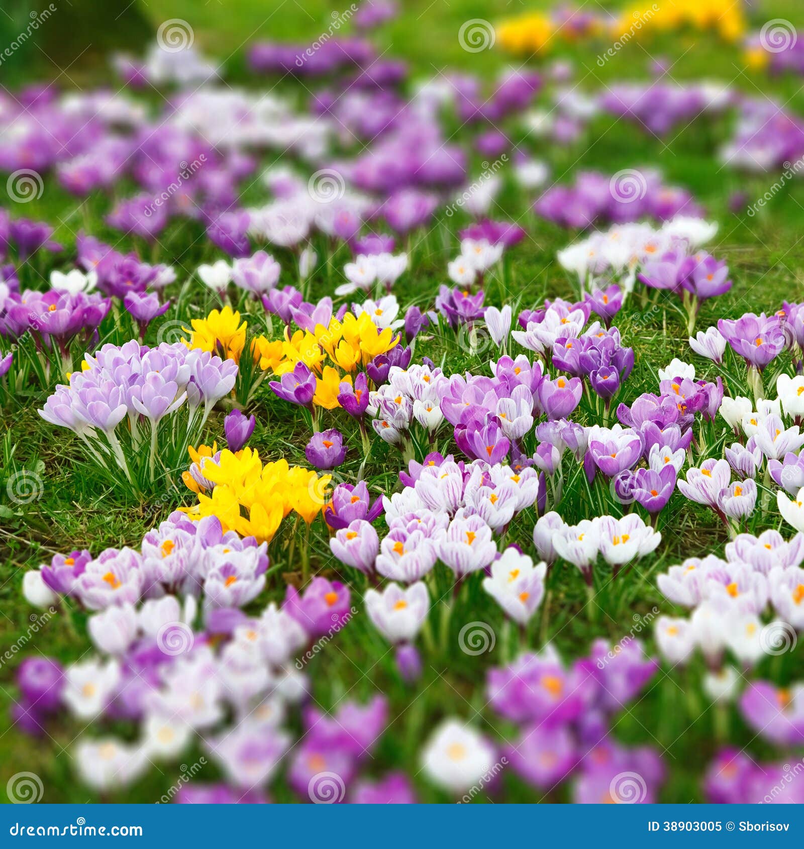 Wild crocus flowers stock image. Image of crocus, natural - 38903005