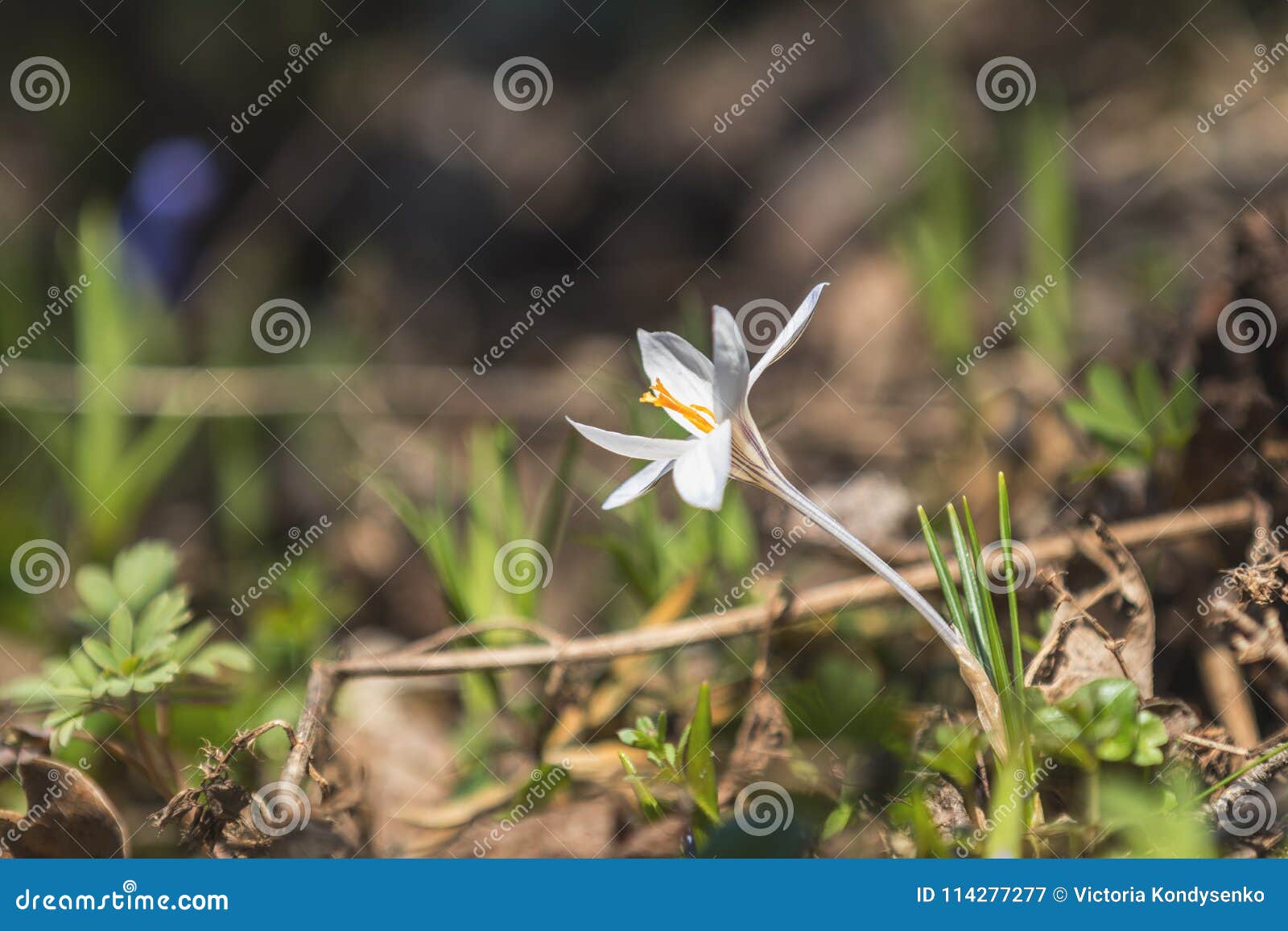Wild Crocus on the Forest on a Lawn on a Hillside in the Spring Stock ...