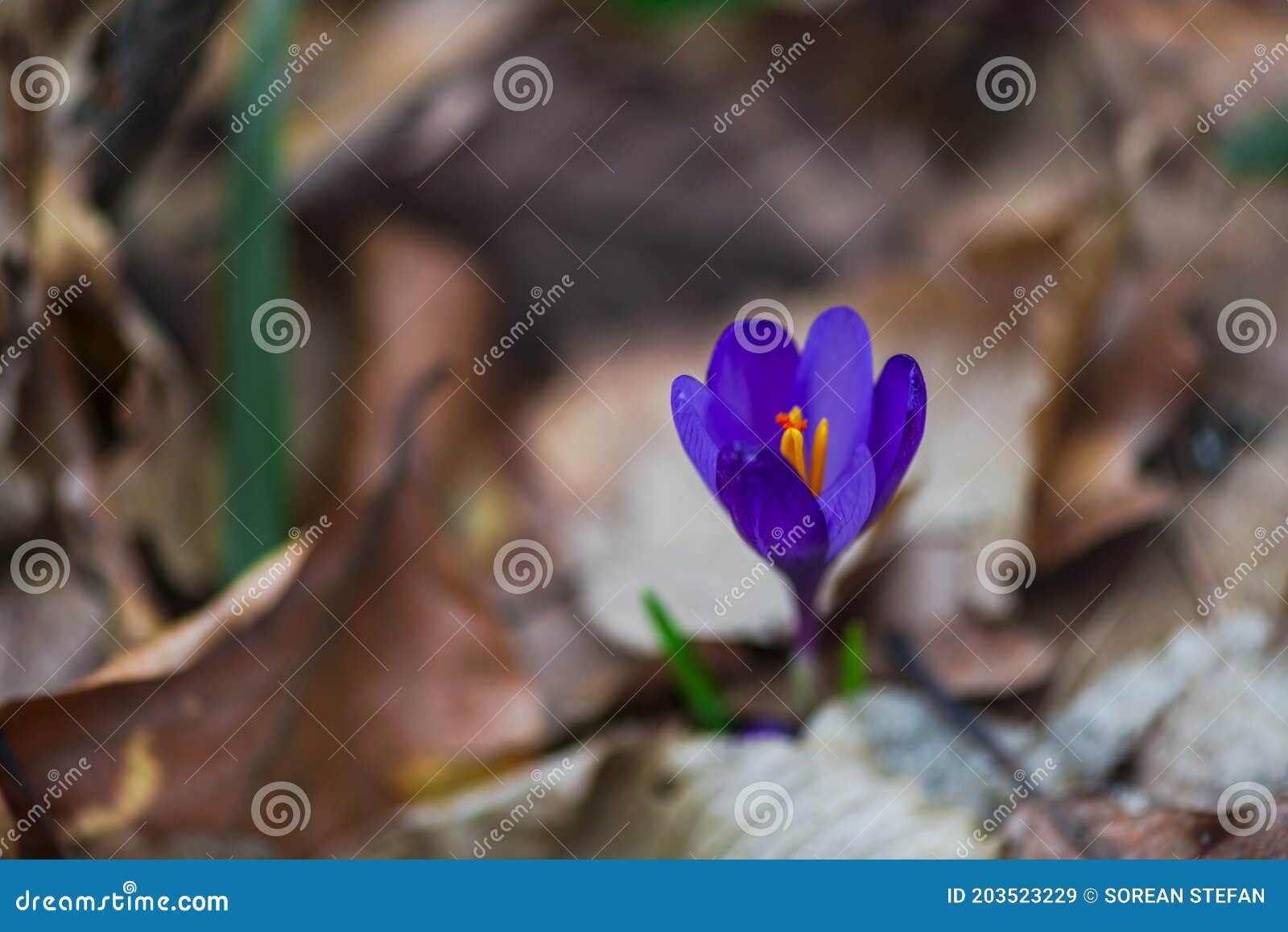 Cute crocus in the forest stock image. Image of bark - 203523229