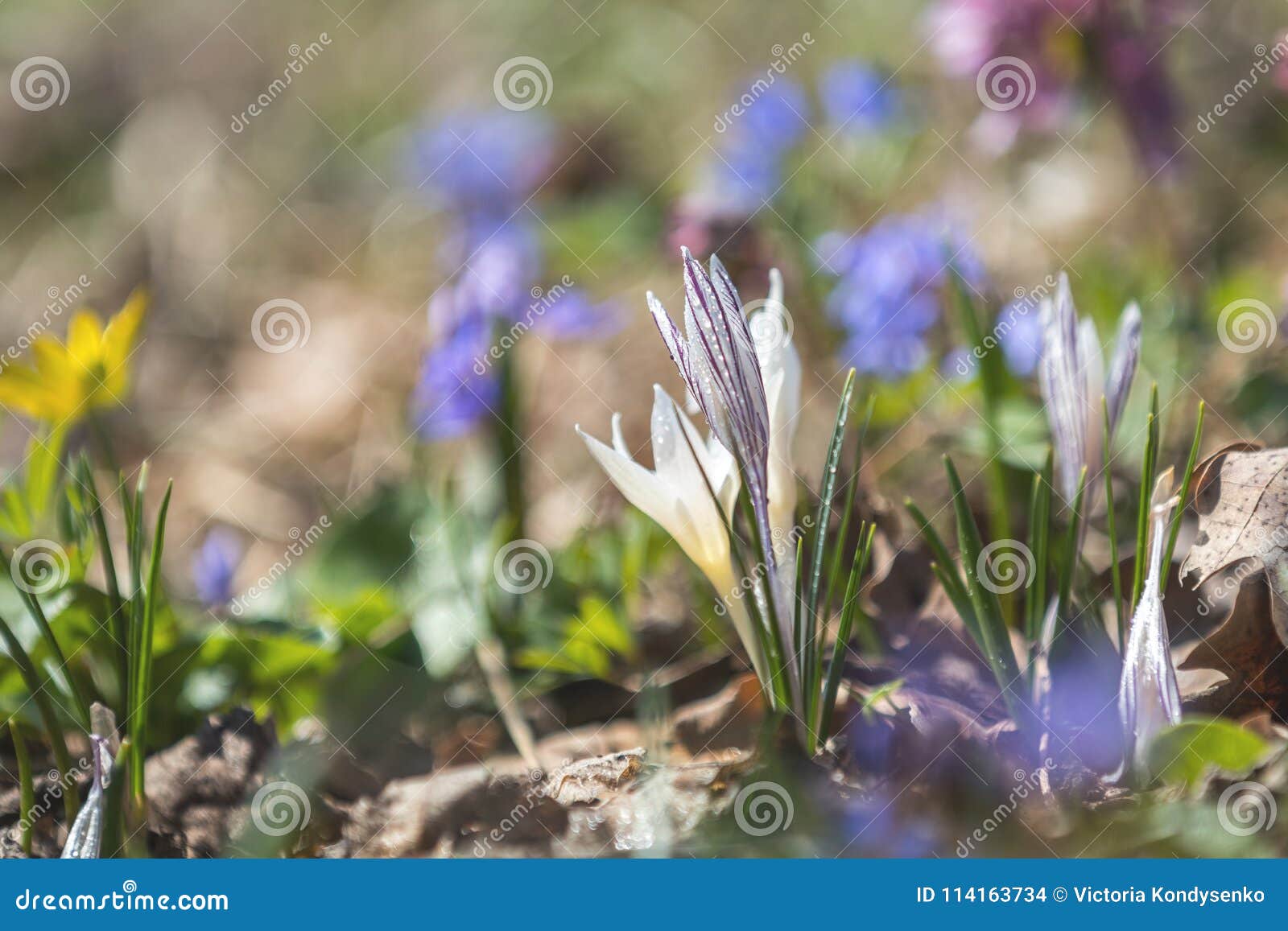 Wild Crocus with Water Drops Surrounded by Spring Pearls Stock Photo ...