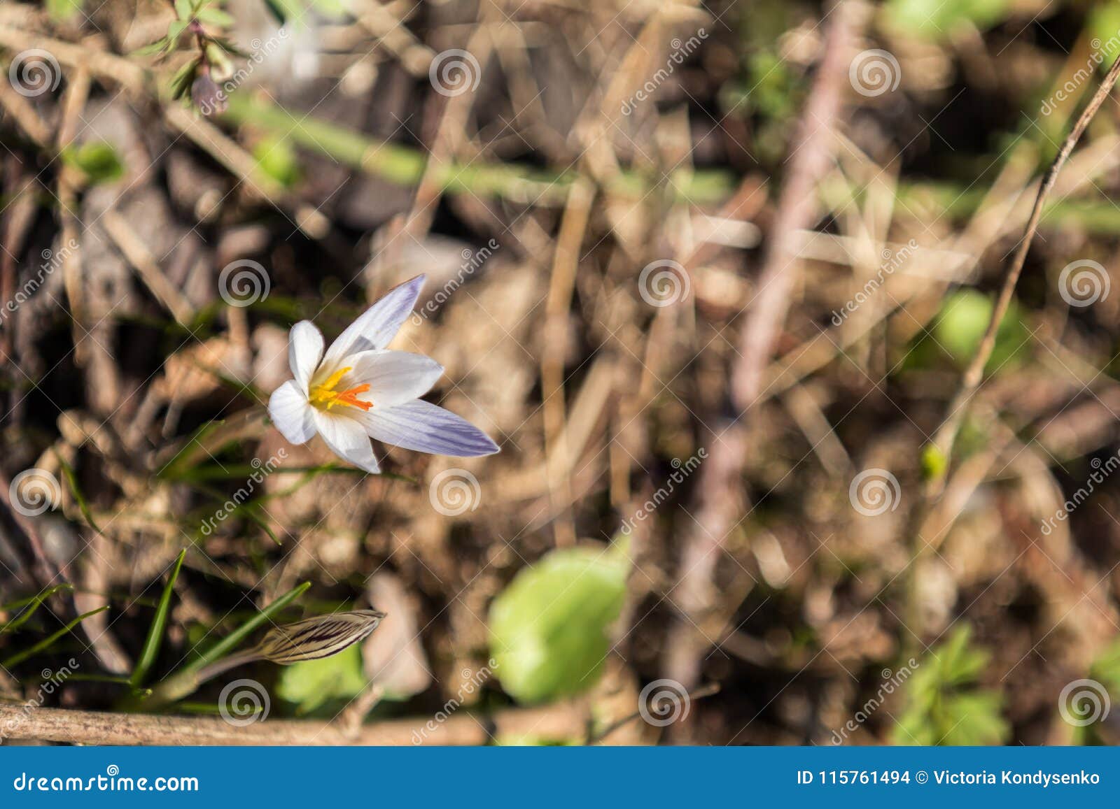 Wild Crocus with Water Drops Surrounded by Spring Pearls Stock Photo ...