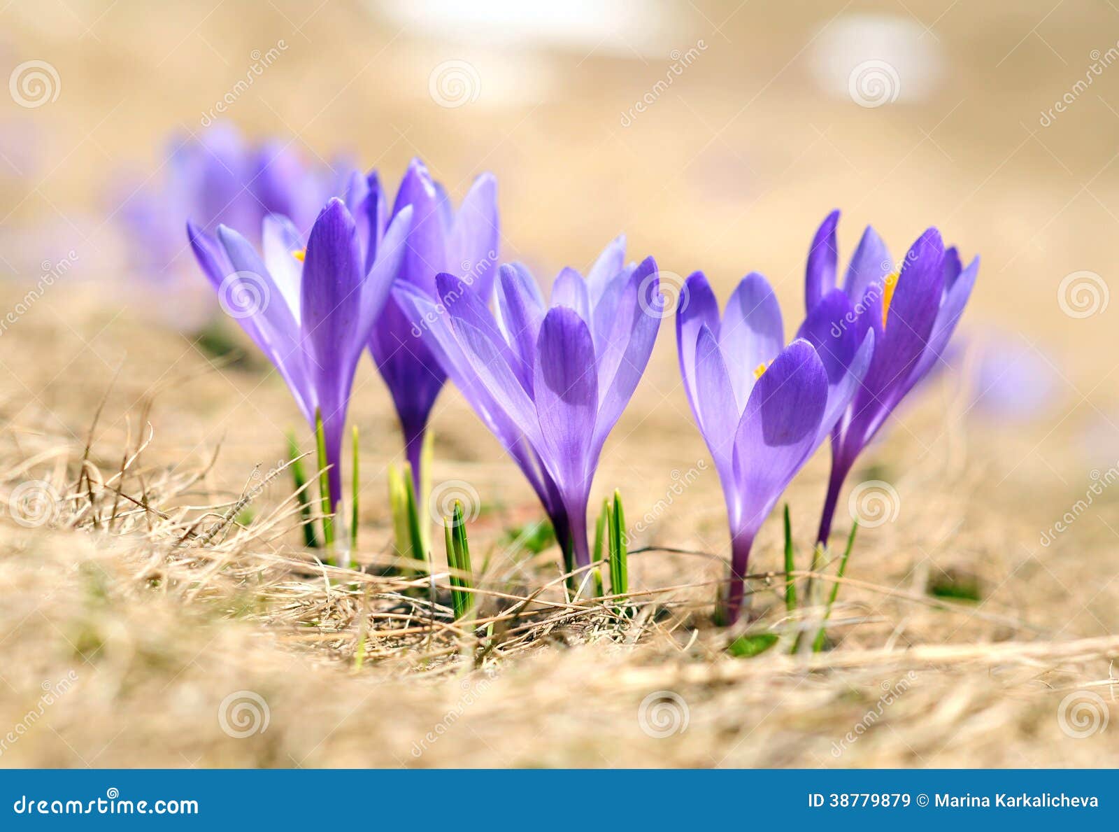 Wild crocuses stock image. Image of nature, beginning - 38779879