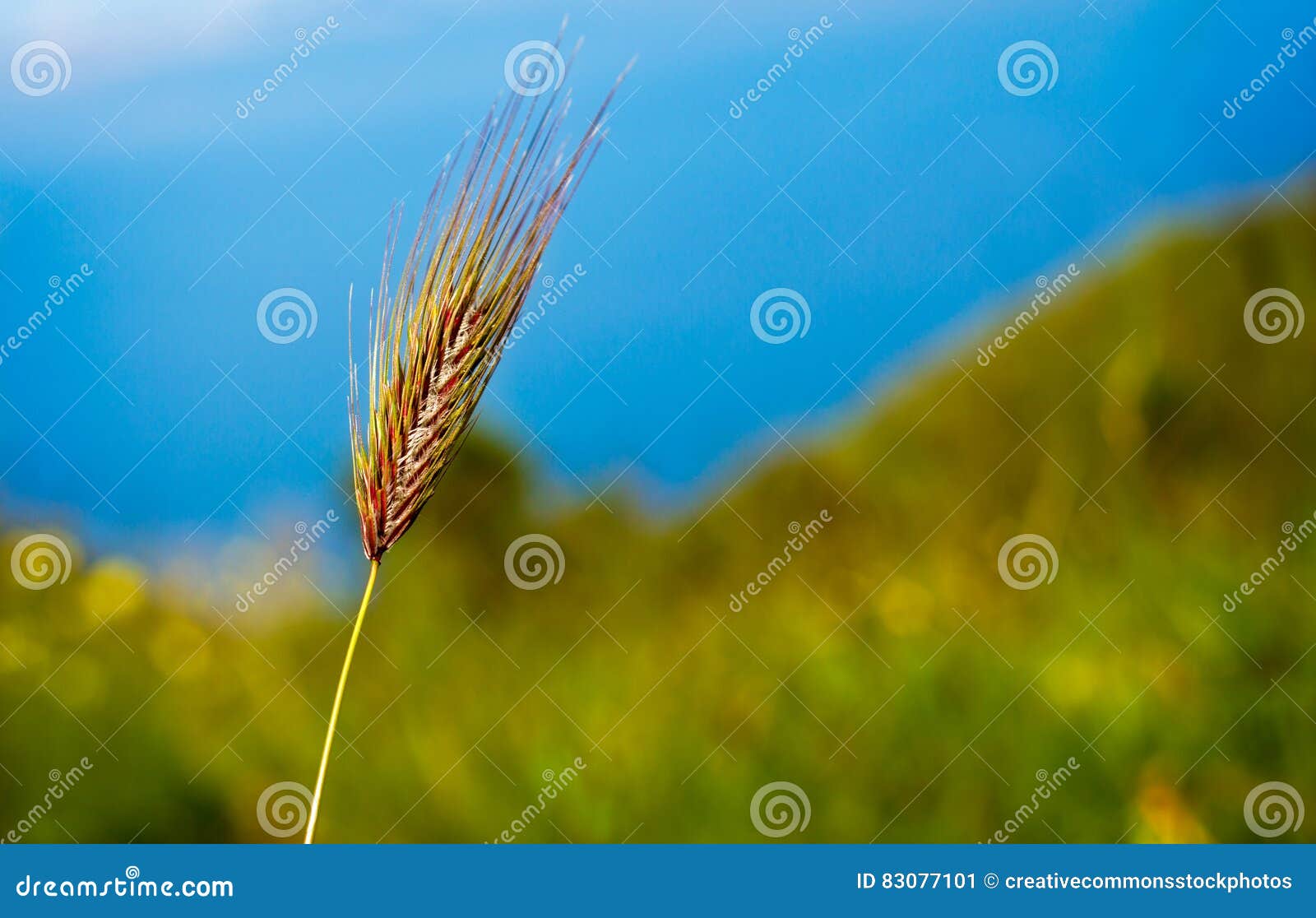 Wild Crops Picture. Image: 83077101