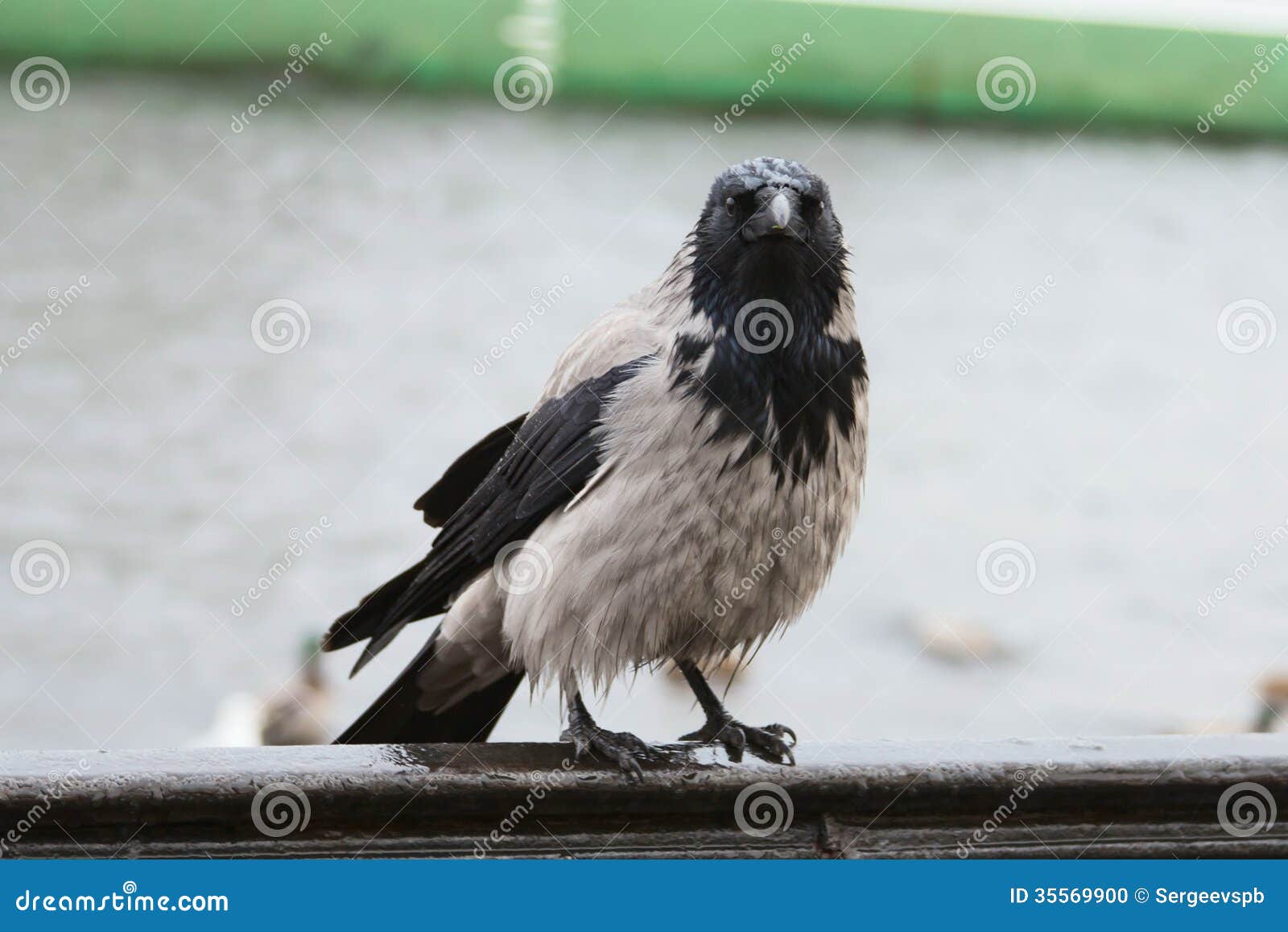 Wild crow stock photo. Image of crow, birds, feather - 35569900