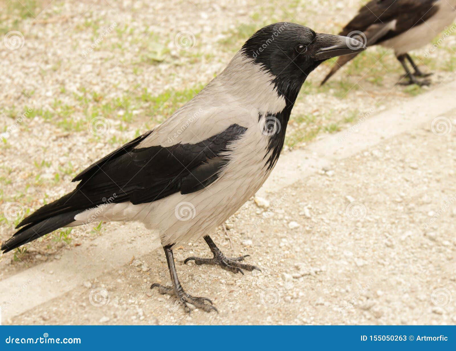 Wild Crow Posing on a Park Road on Spring Sunny Day Stock Image - Image ...