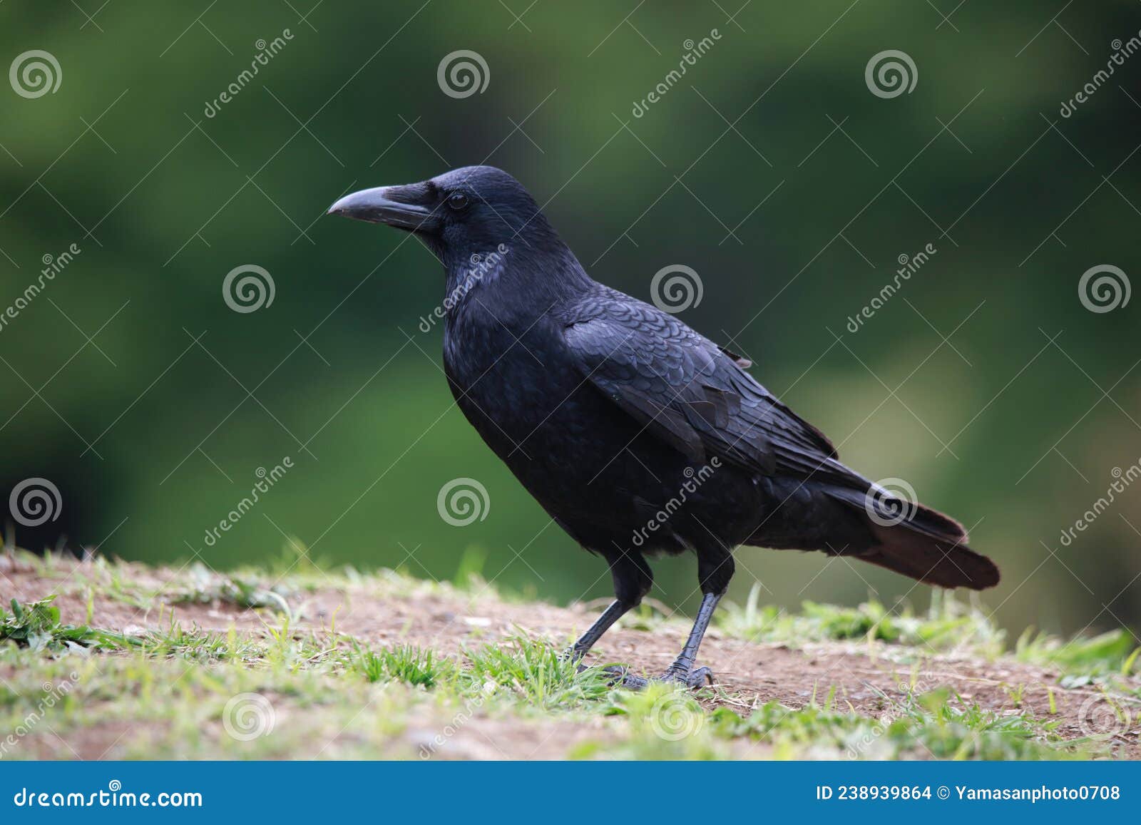 Wild Crow Standing on the Ground Stock Photo - Image of wild, blackbird ...