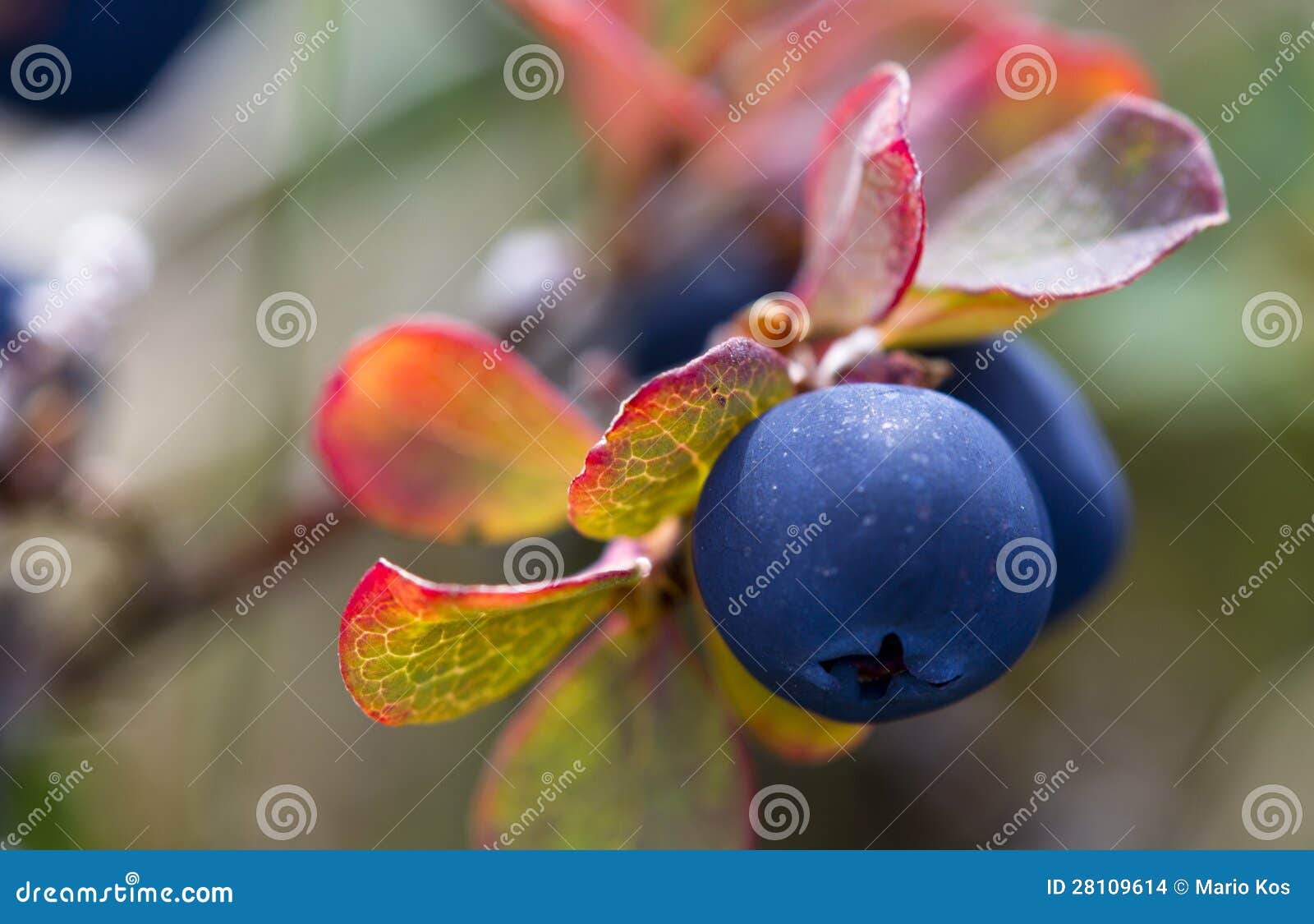 Wild crowberry stock photo. Image of blueberry, tundra - 28109614