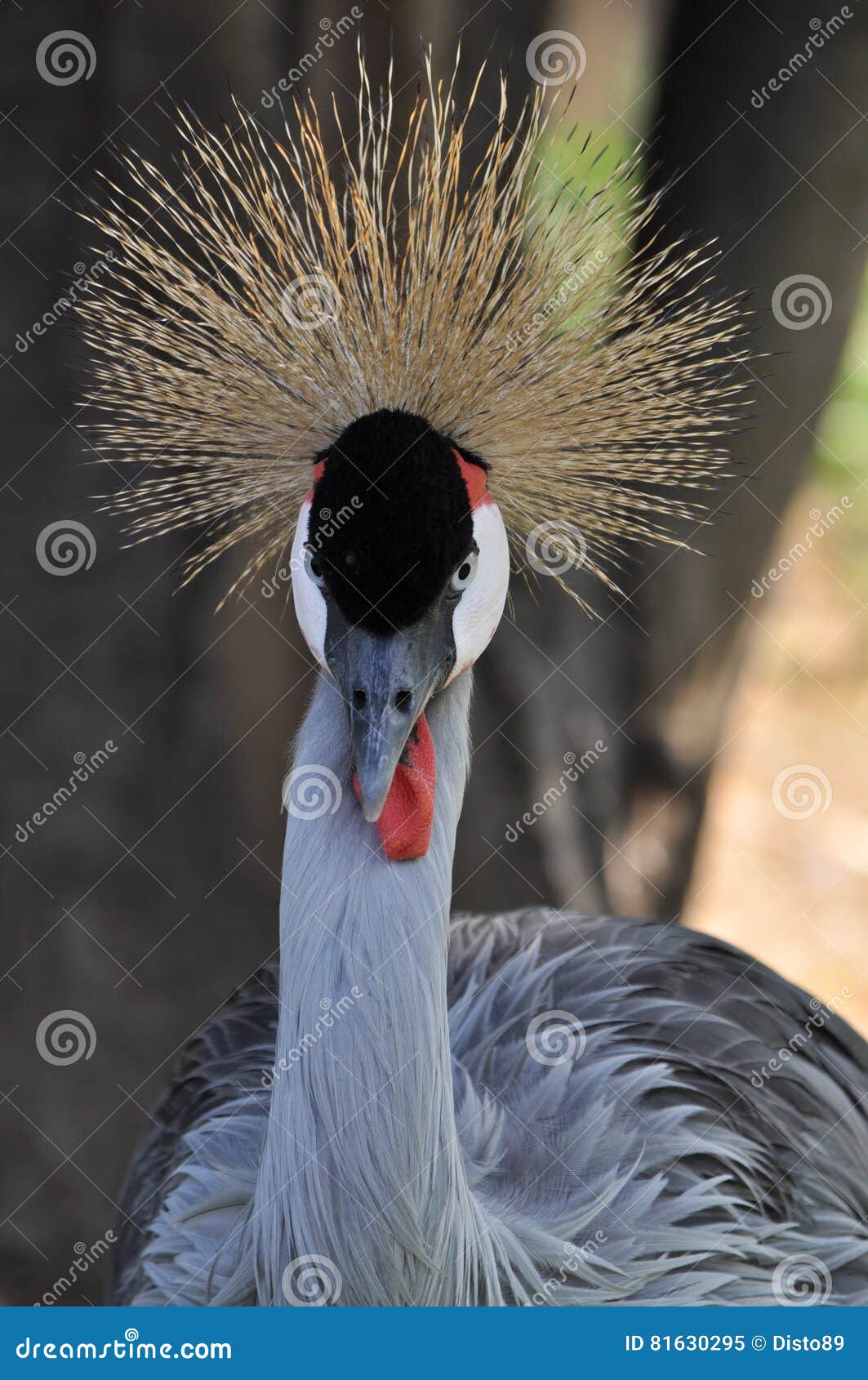 Wild crowned crane stock image. Image of black, blue - 81630295