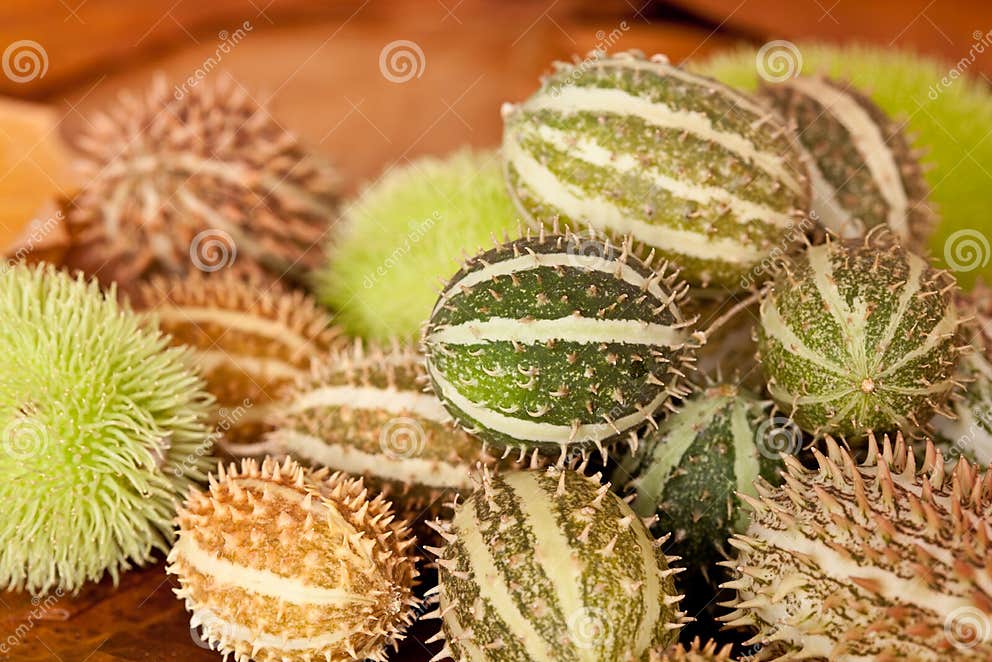Wild cucumber stock photo. Image of wild, spiky, decorative - 20417166