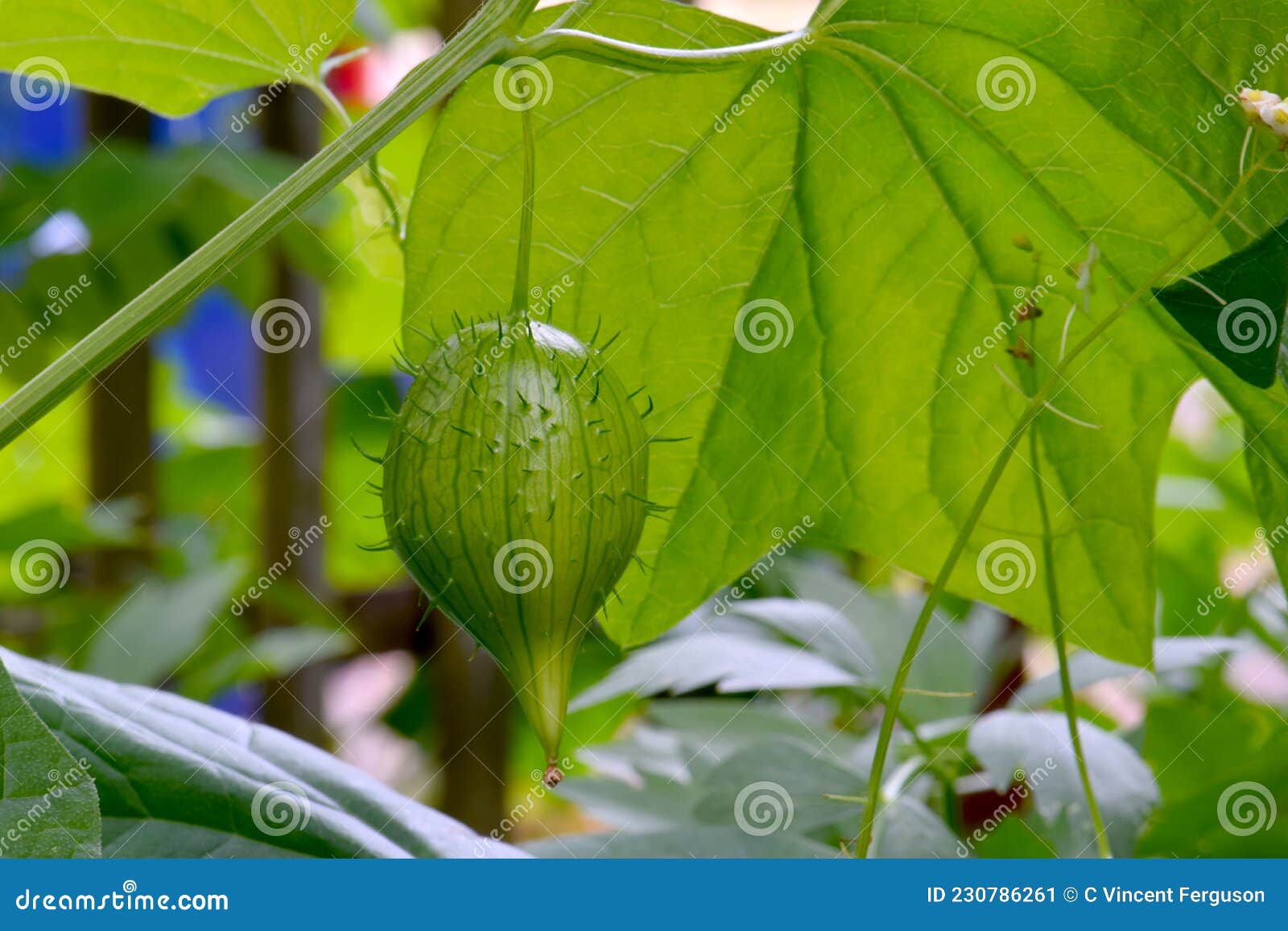 Wild Cucumber Ball 01 stock image. Image of balsam, ball - 230786261