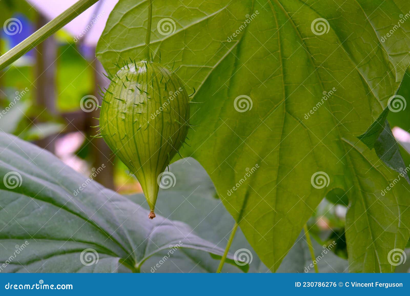 Wild Cucumber Ball 02 stock photo. Image of apple, leaf - 230786276