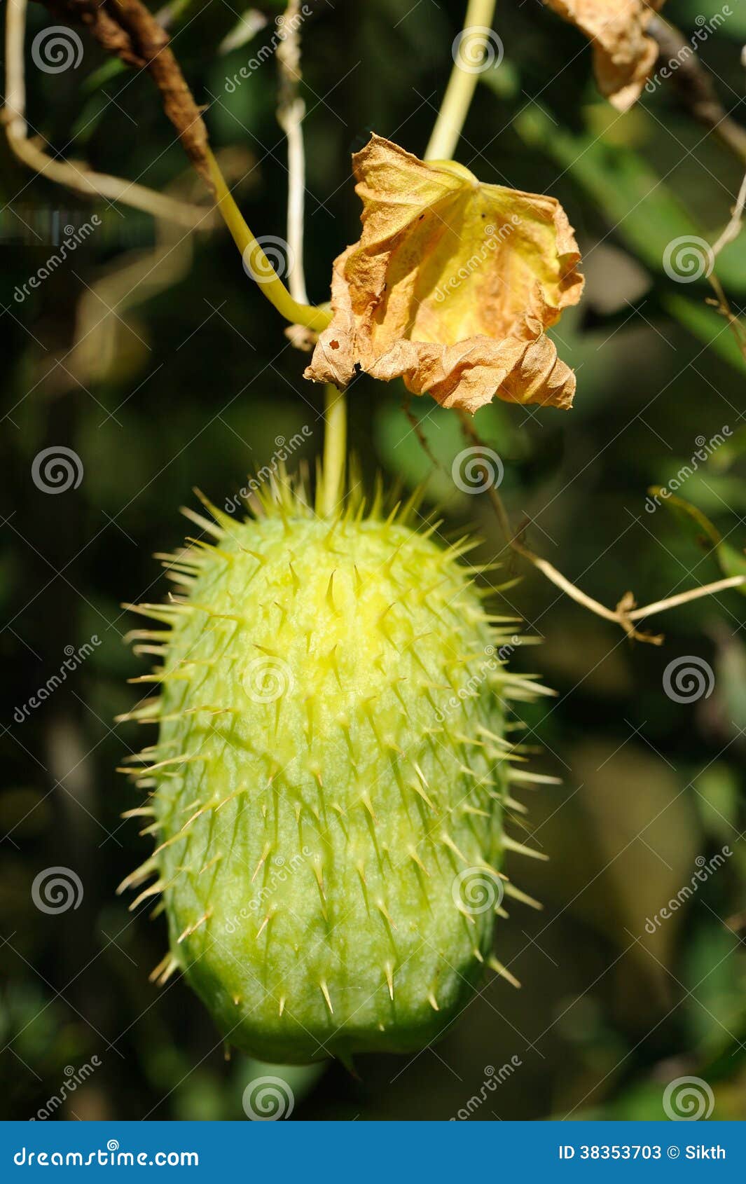 Wild Cucumber (Echinocystis) Stock Image - Image of natural, nature ...