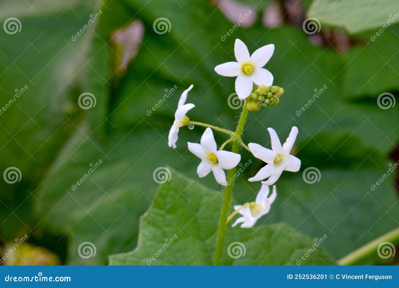 Wild Cucumber Five Star Blossom Buds Stock Image - Image of blossom ...