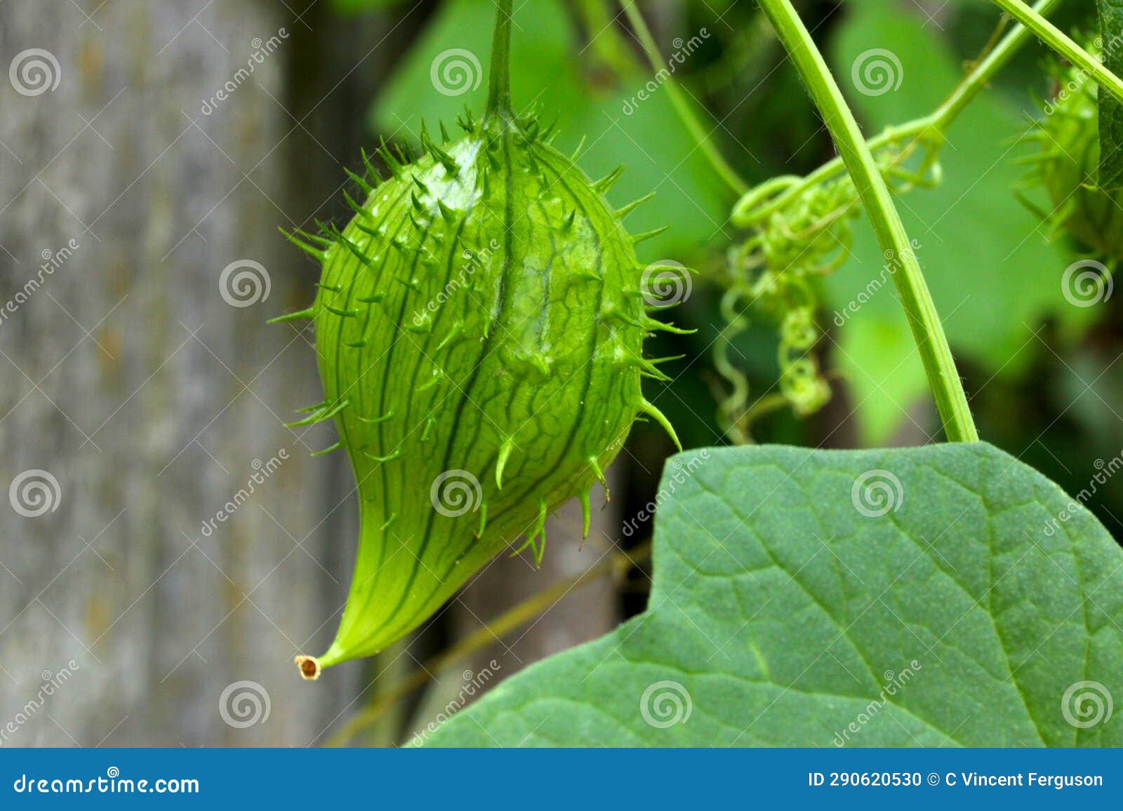 Wild Cucumber Fruit Fluff 01 Stock Photo - Image of wildflower, viene ...