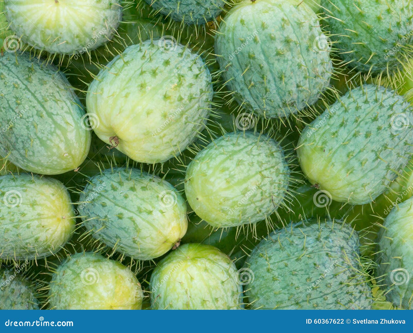 Wild cucumber fruits stock photo. Image of fruit, echinocystis - 60367622