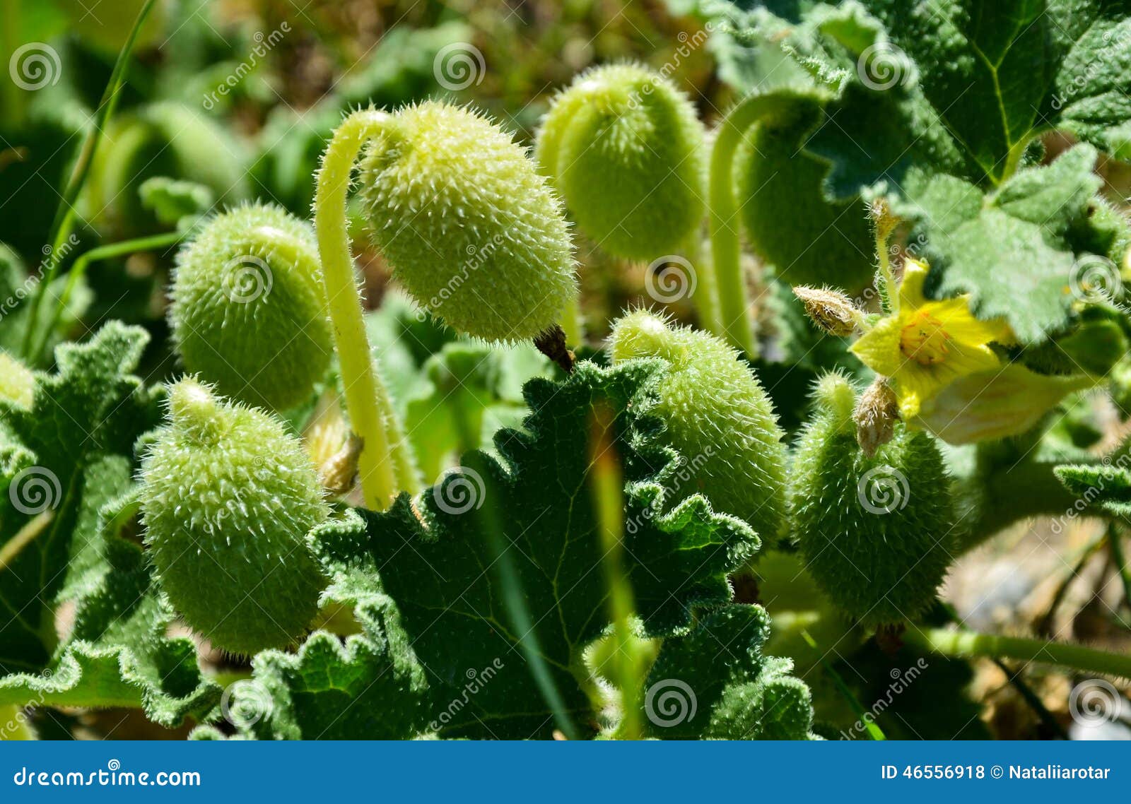 Wild Cucumber on the Sidelines. Stock Photo - Image of sidelines ...